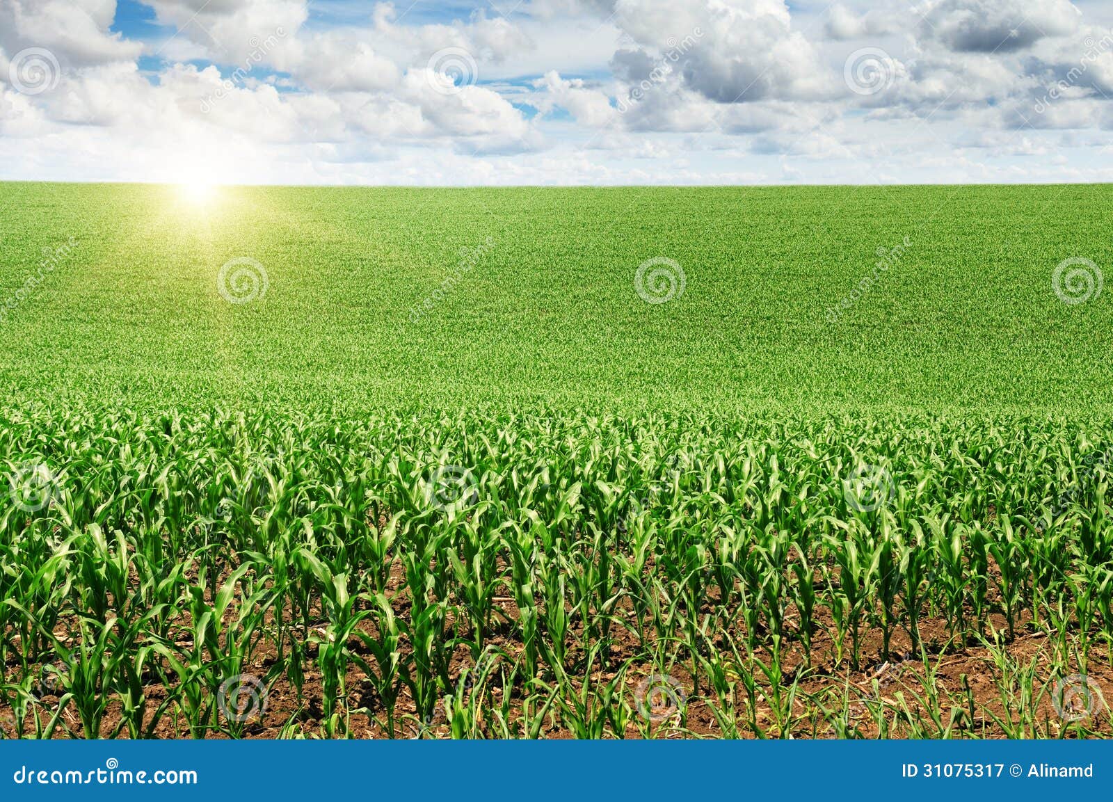 Sunrise over the field stock image. Image of farm, landscape - 31075317