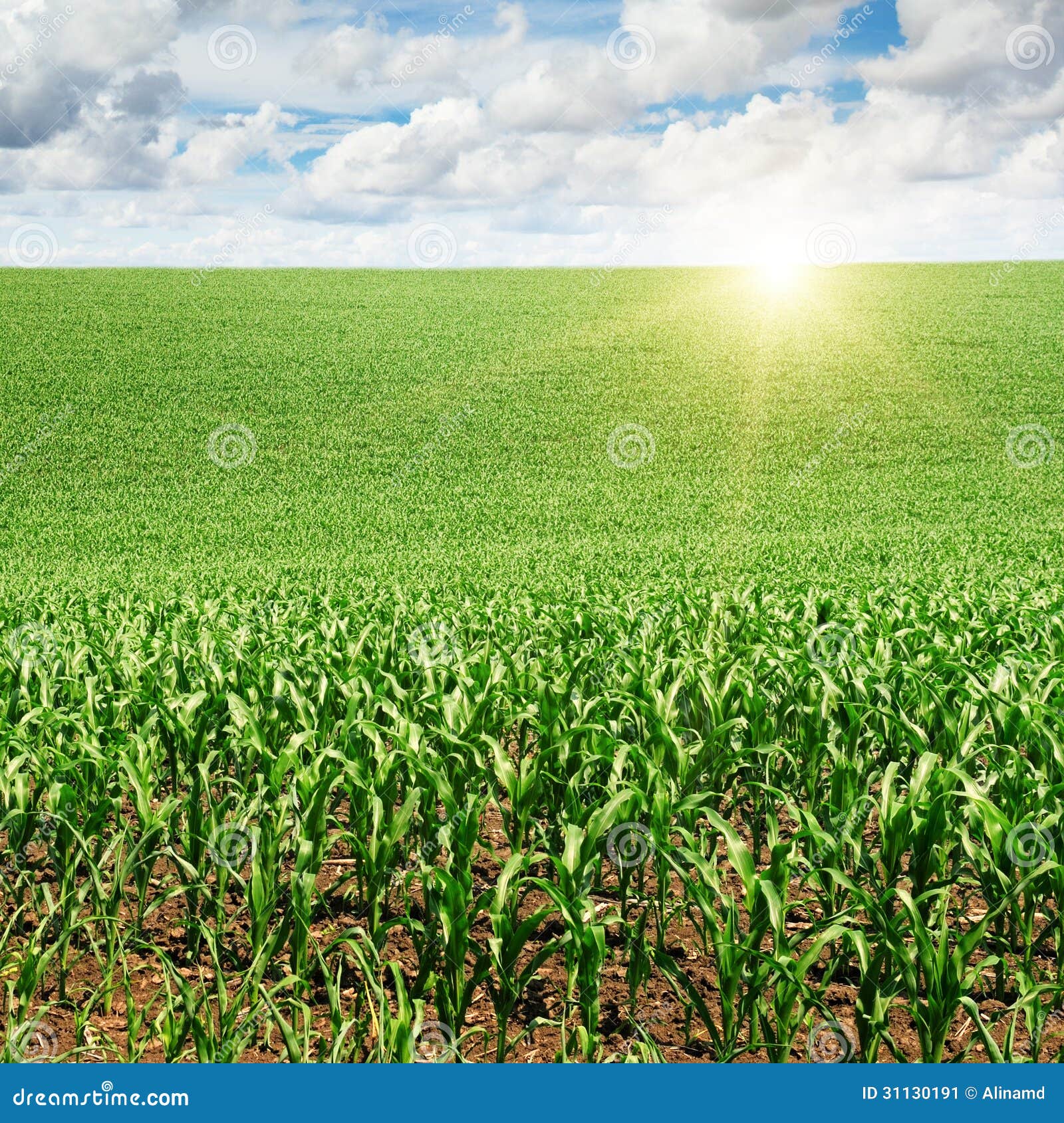 Sunrise over the field stock image. Image of plant, rural - 31130191