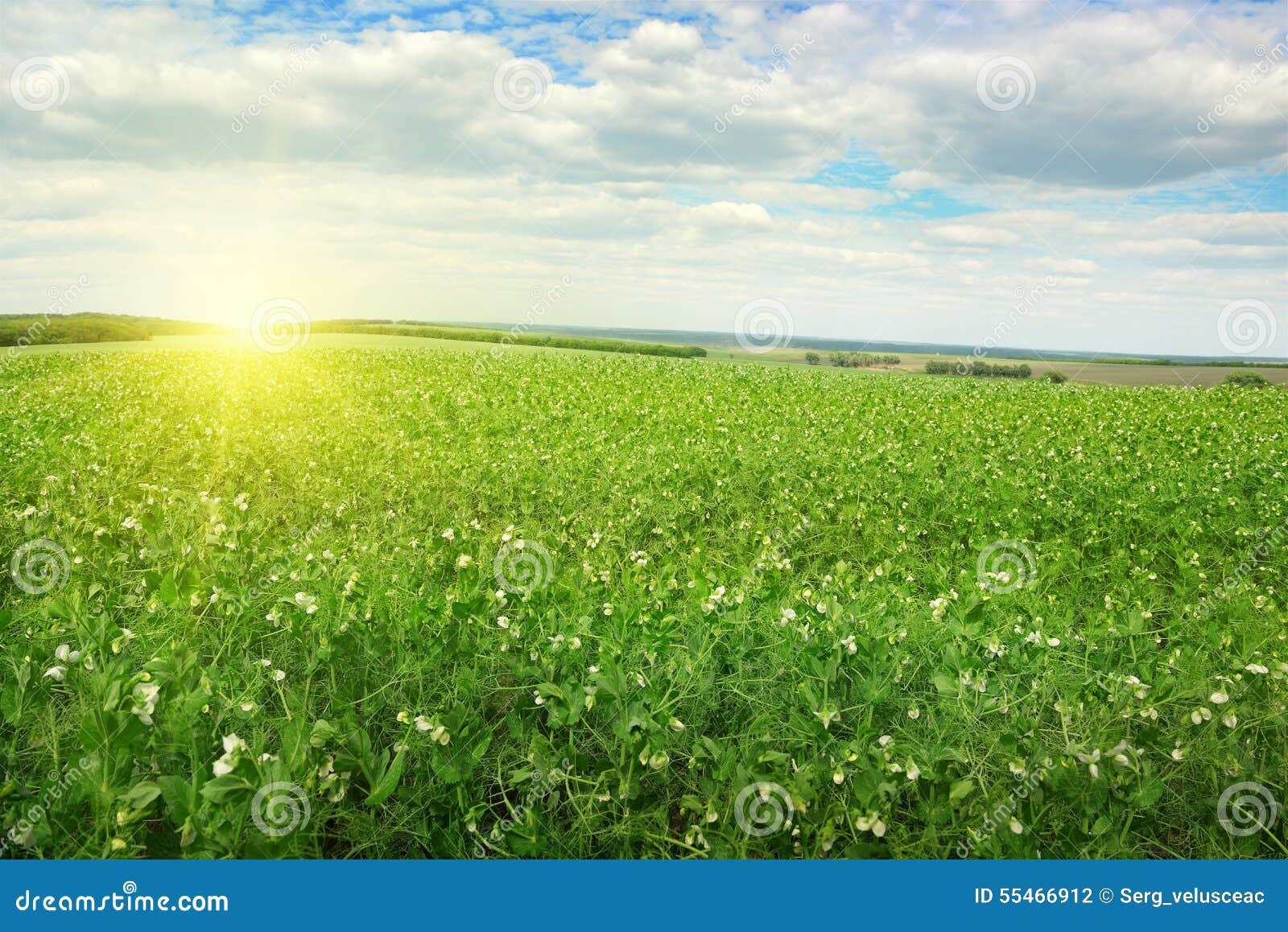 Sunrise over field pea stock photo. Image of grassland - 55466912