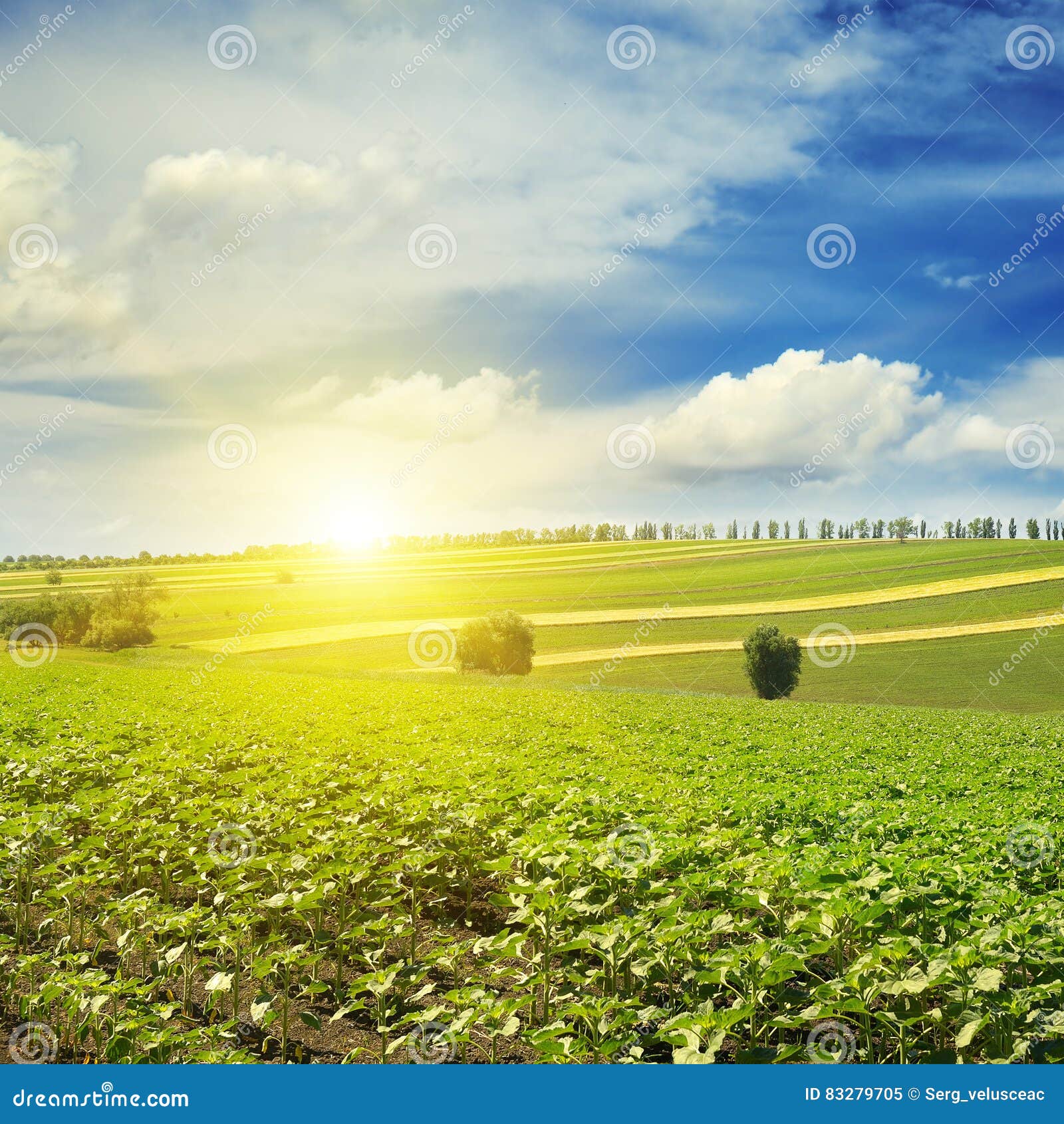Sunrise over a field stock image. Image of outdoor, country - 83279705