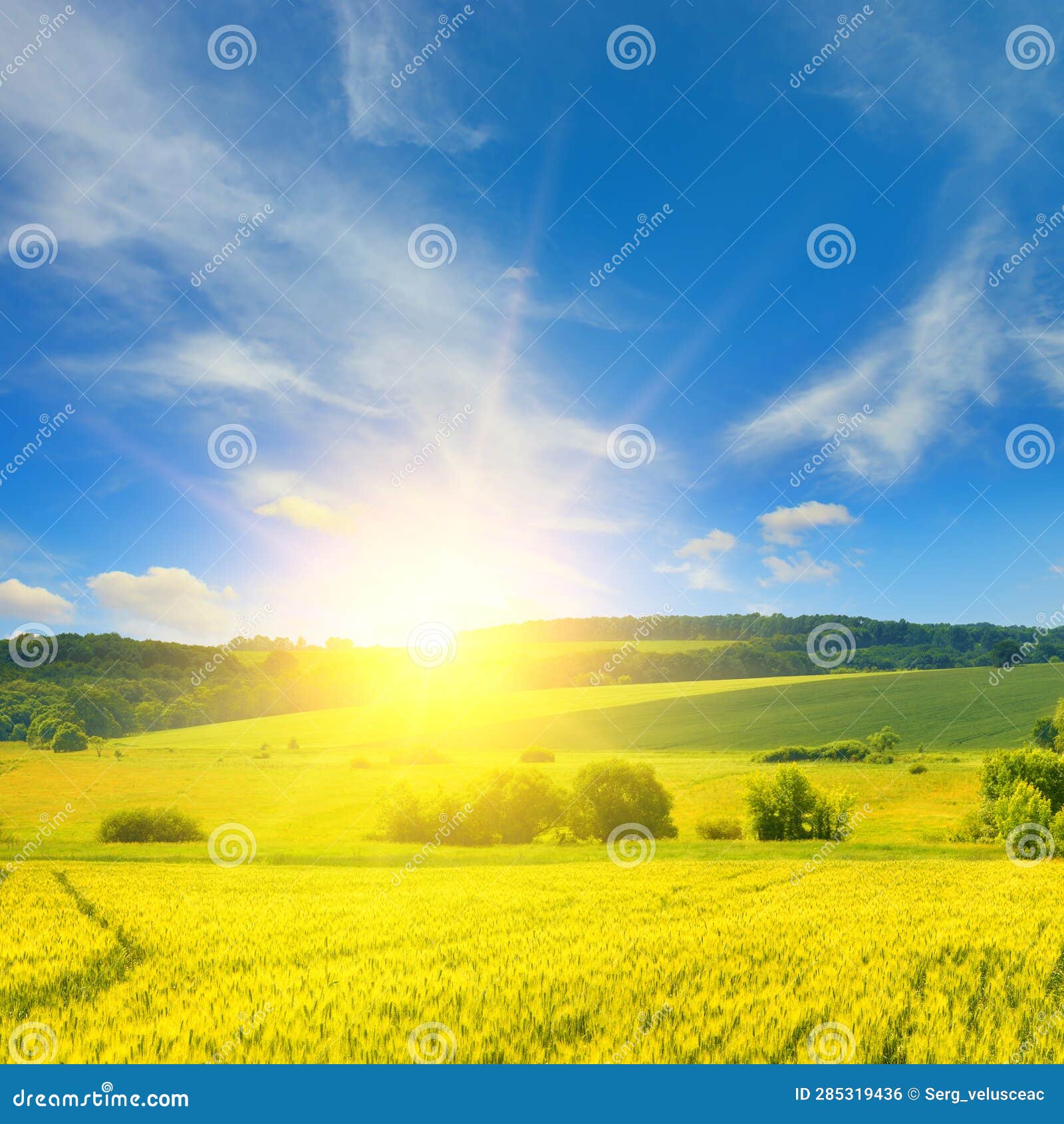 Sunrise Over a Field of Wheat Stock Photo - Image of sunshine, spring ...