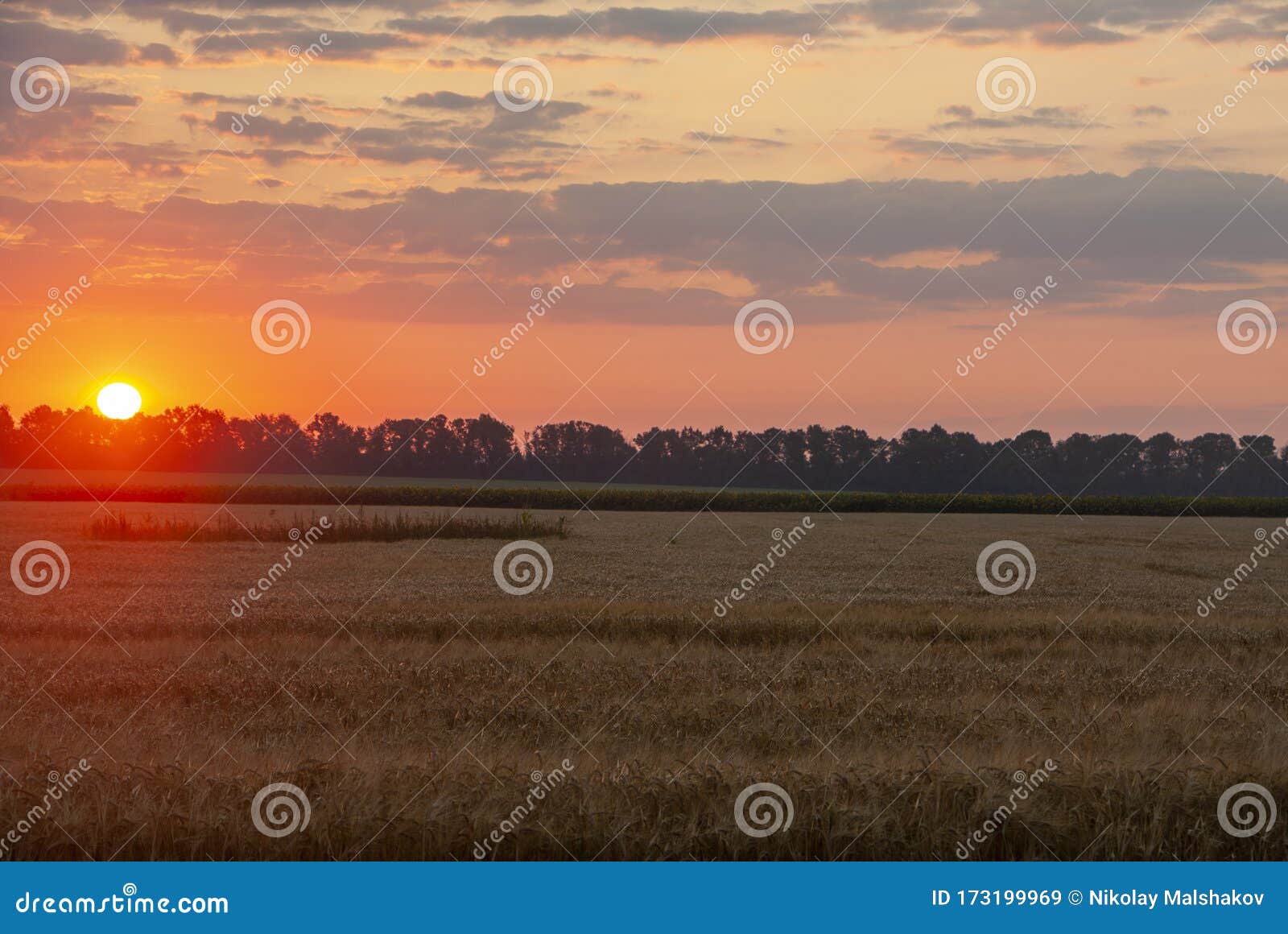 Sunrise Over the Fields of Grain on the First Day of Summer Stock Image ...