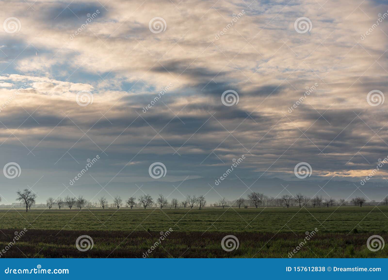 Wake up trees stock photo. Image of trees, morning, sunrise - 157612838