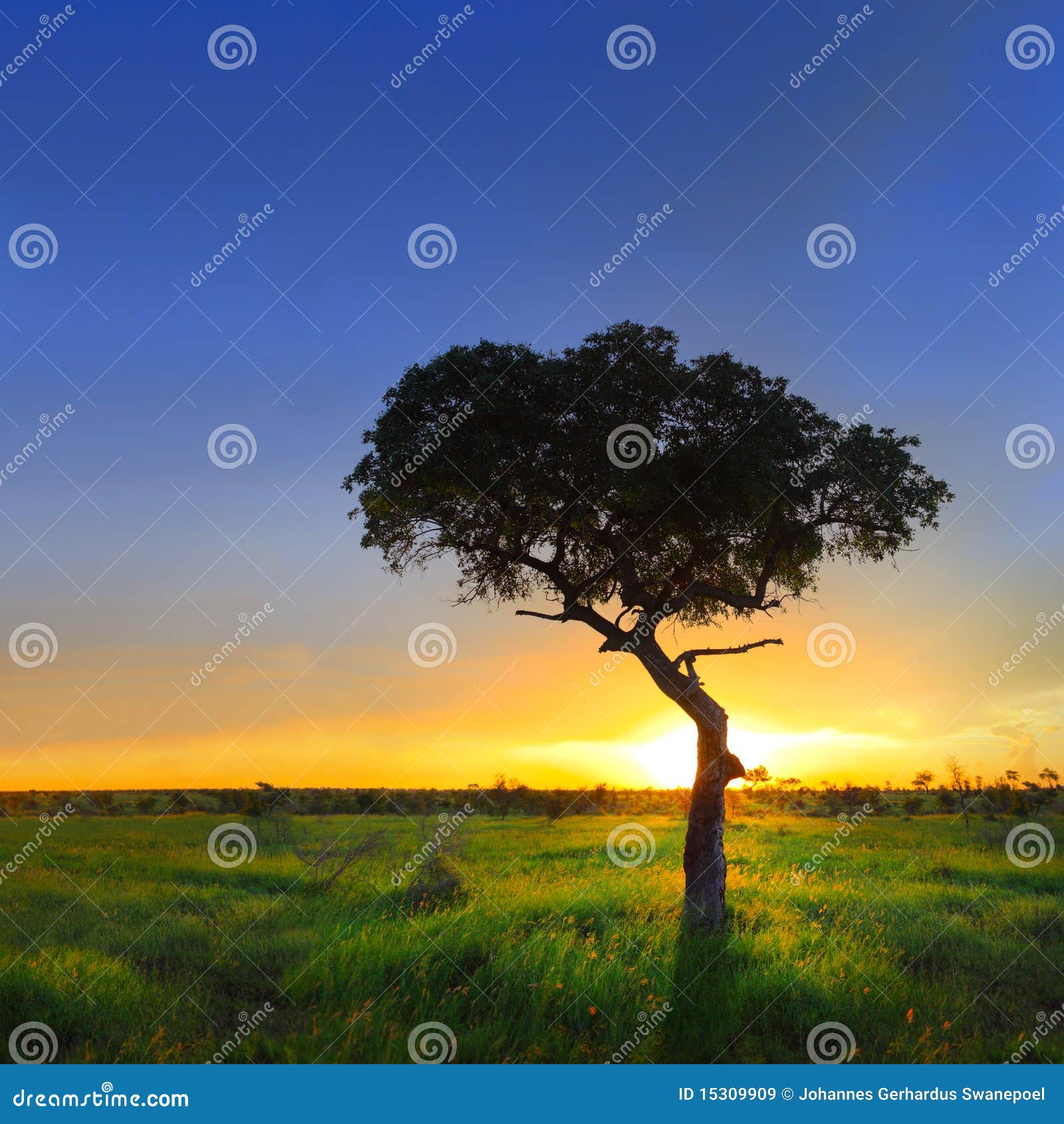 Sunrise over green field stock image. Image of single - 15309909
