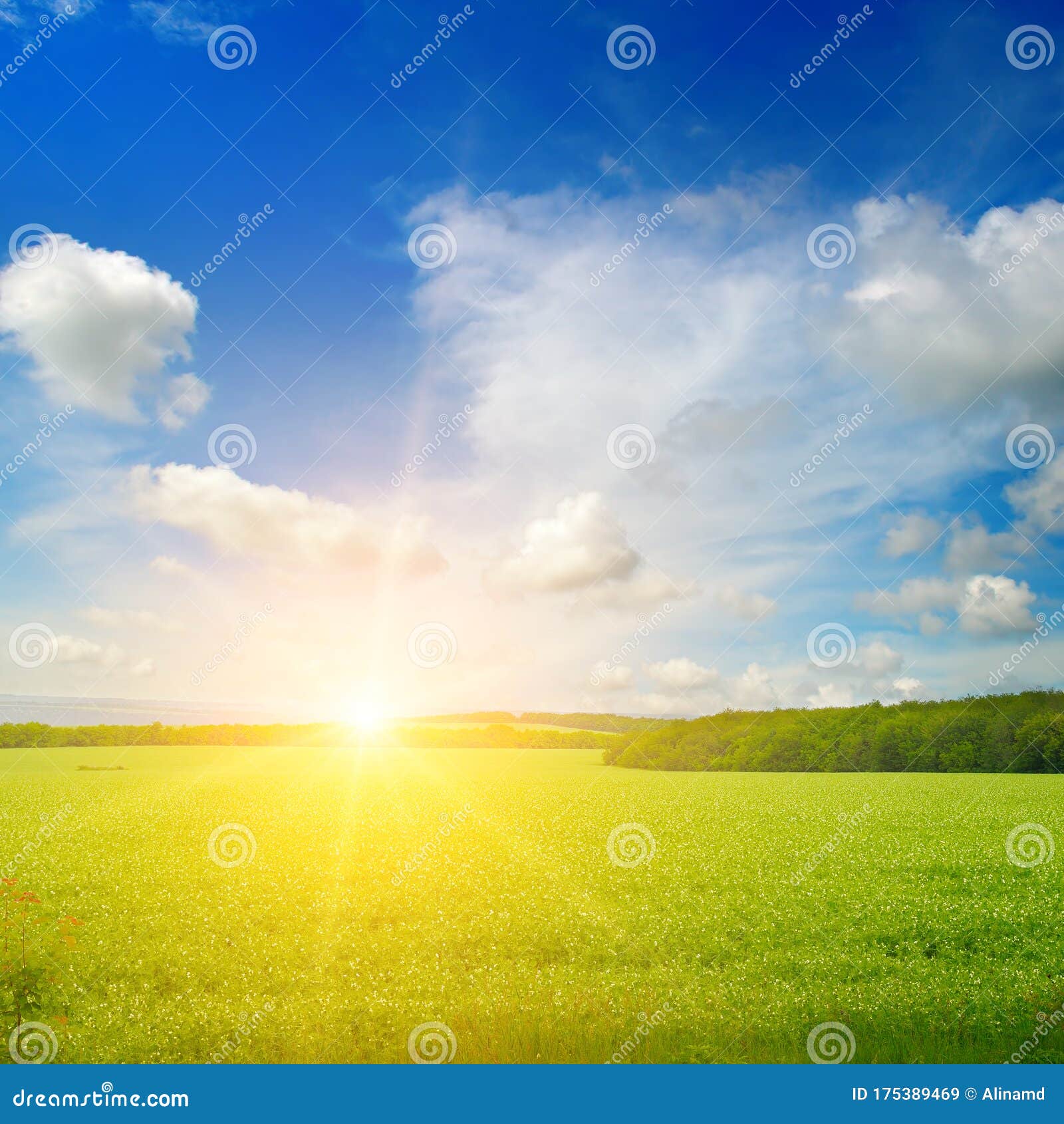 Sunrise over a green field stock image. Image of cloudy - 175389469