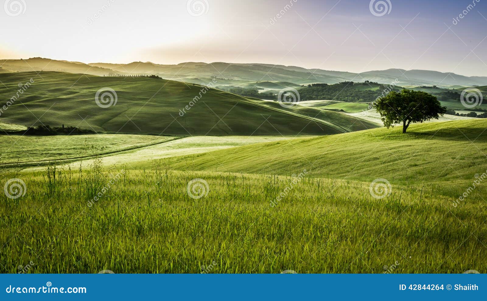 Sunrise Over the Green Fields in Tuscany Stock Photo - Image of field ...