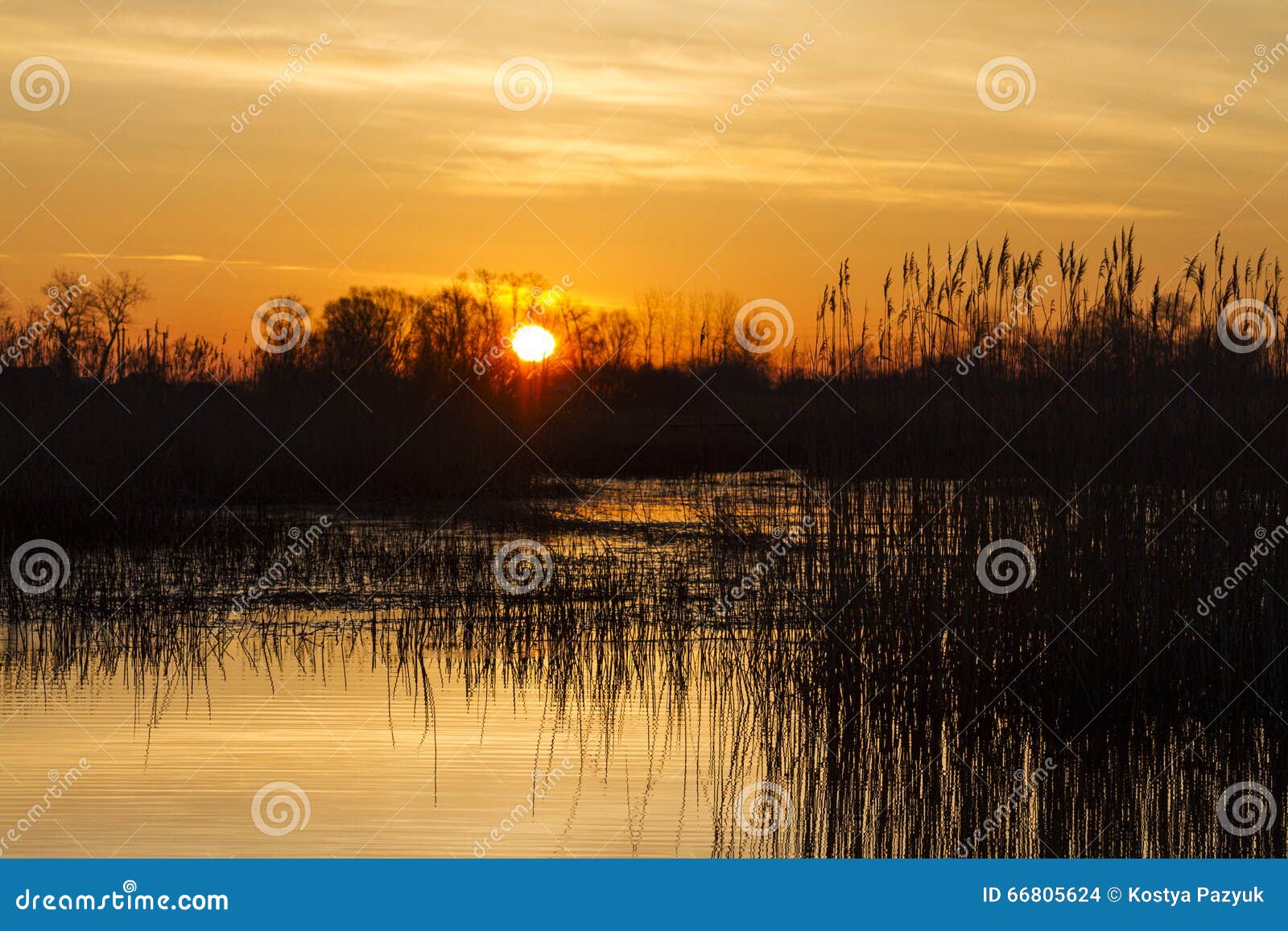 Sunrise Over the Lake with Cane Stock Photo - Image of grass, nature ...
