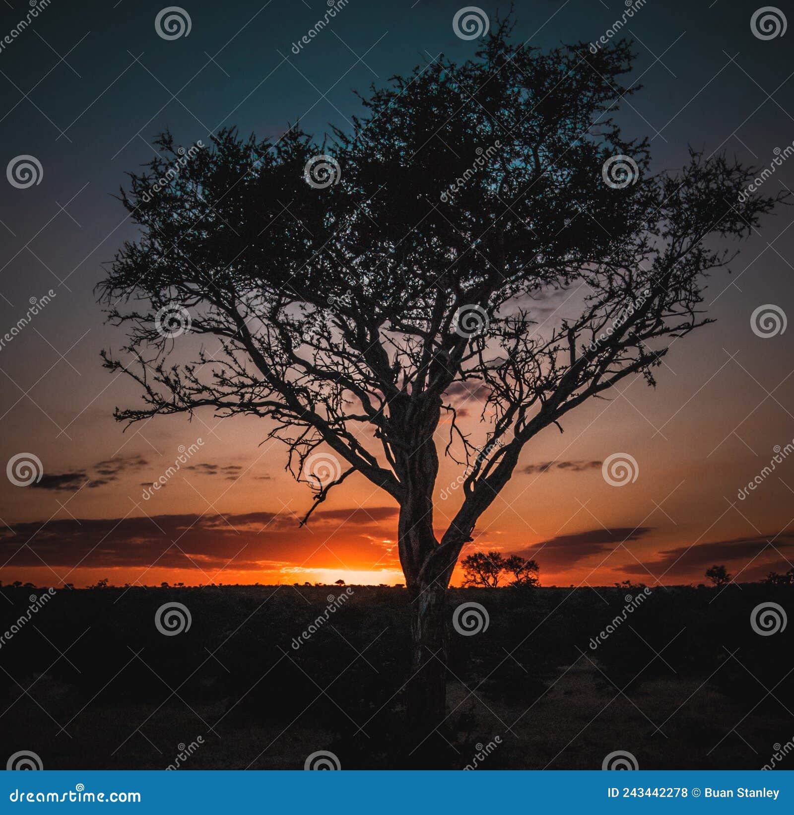 Mashatu tree at dawn stock photo. Image of lighthouse - 243442278