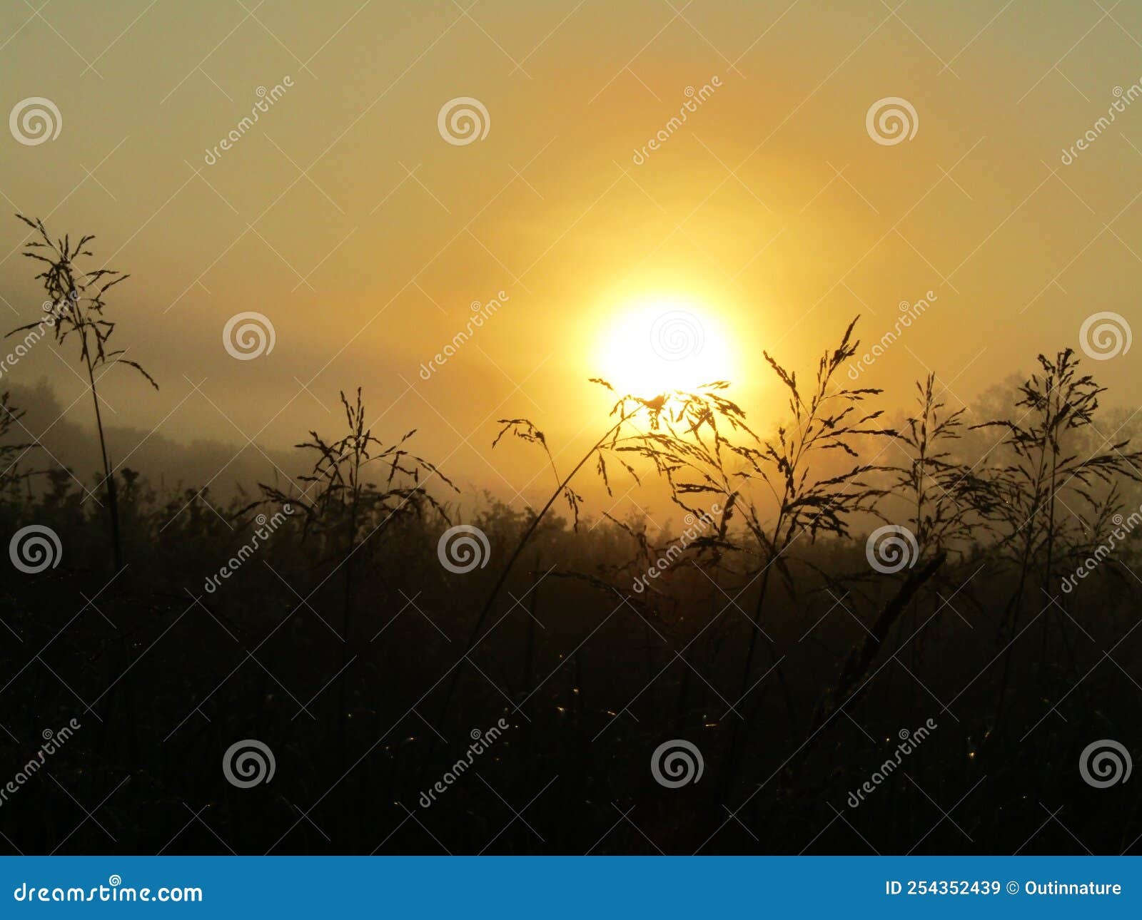 Sunrise Over the Meadow Grass Stock Image - Image of landscape ...