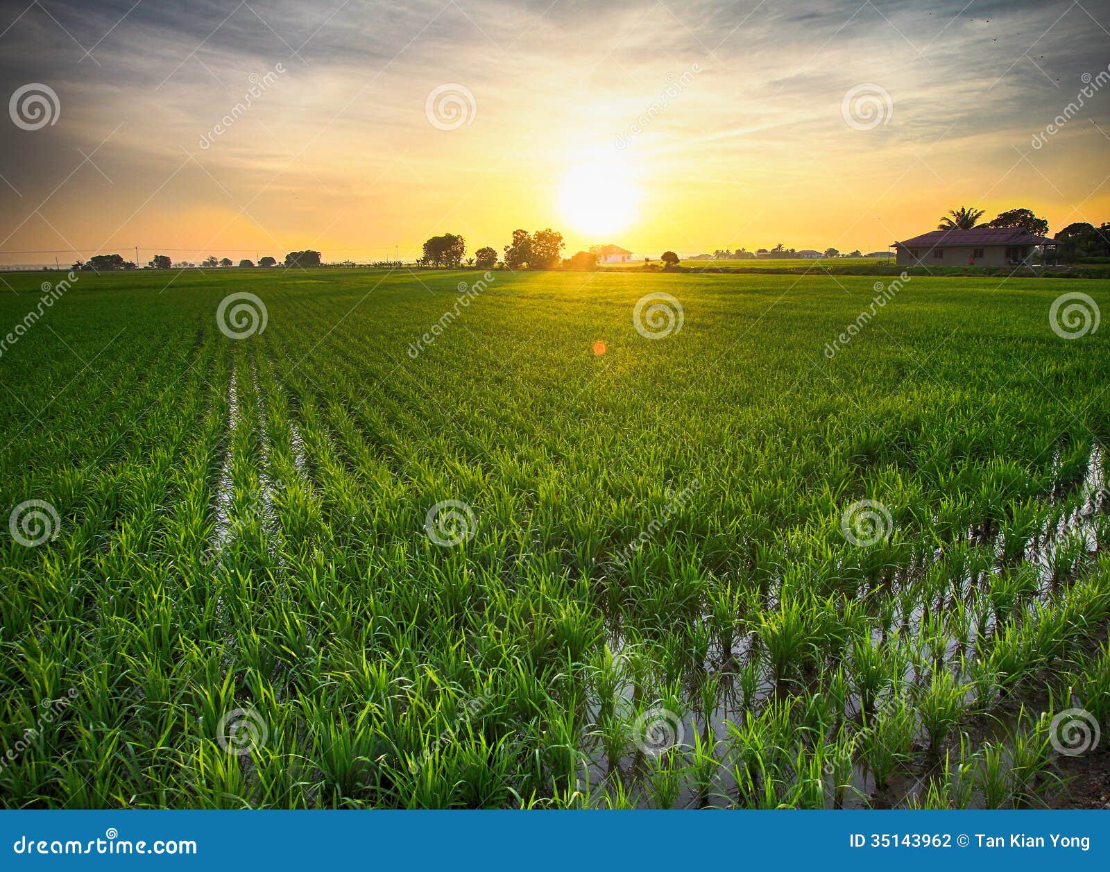 Sunrise over paddyfield stock photo. Image of field, stalk - 35143962