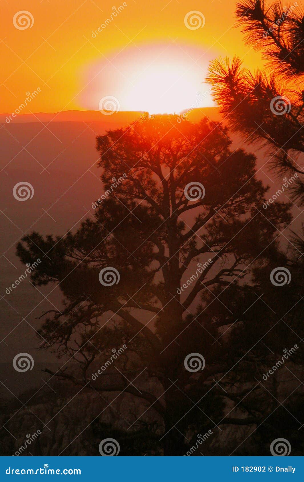 Sunrise over pine tree stock photo. Image of trees, ponderosa - 182902