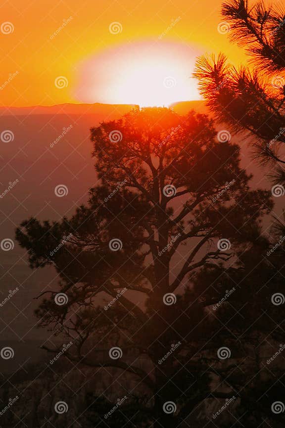 Sunrise over pine tree stock photo. Image of trees, ponderosa - 182902