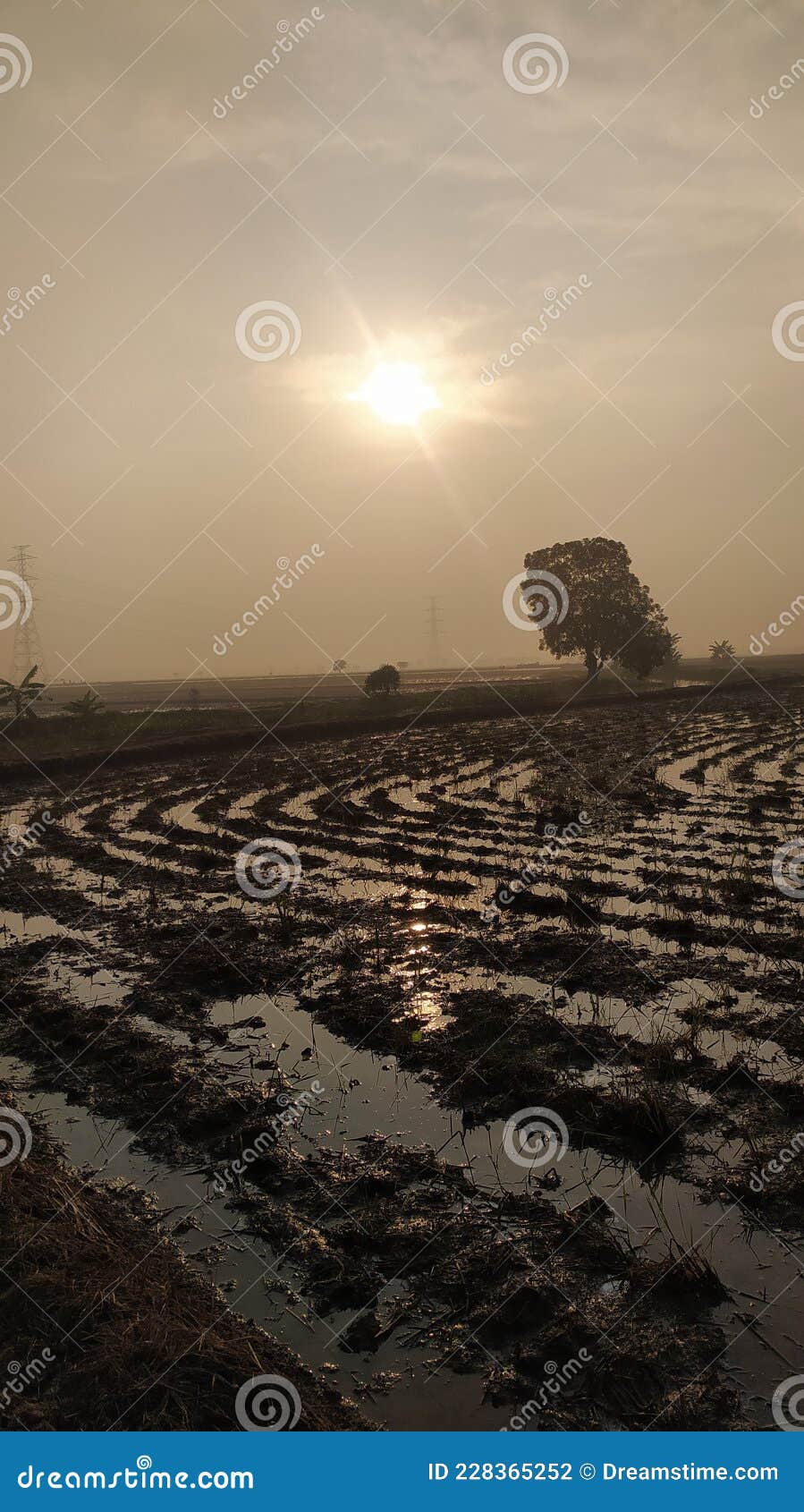 Sunrise Over the Rice Fields is Very Beautiful Stock Photo - Image of ...