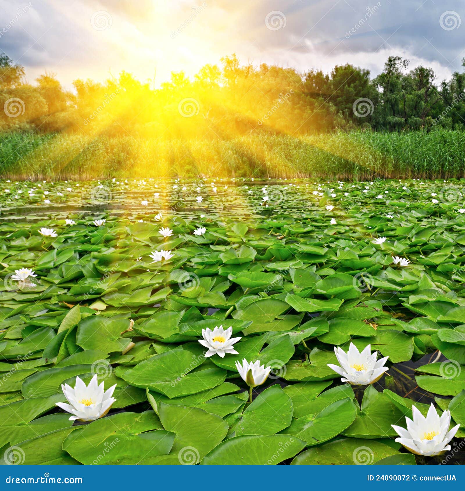 Sunrise over a spring lake stock photo. Image of lake - 24090072