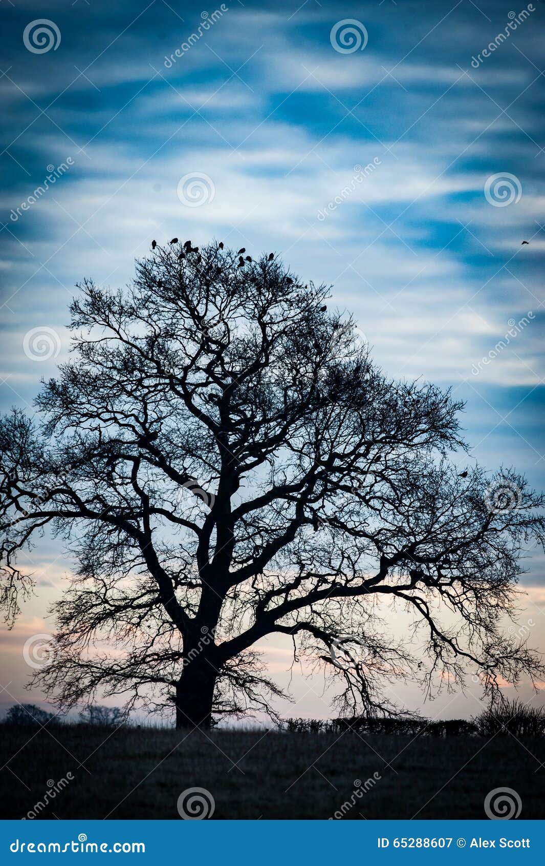 Sunrise over trees stock image. Image of sunrise, trees - 65288607