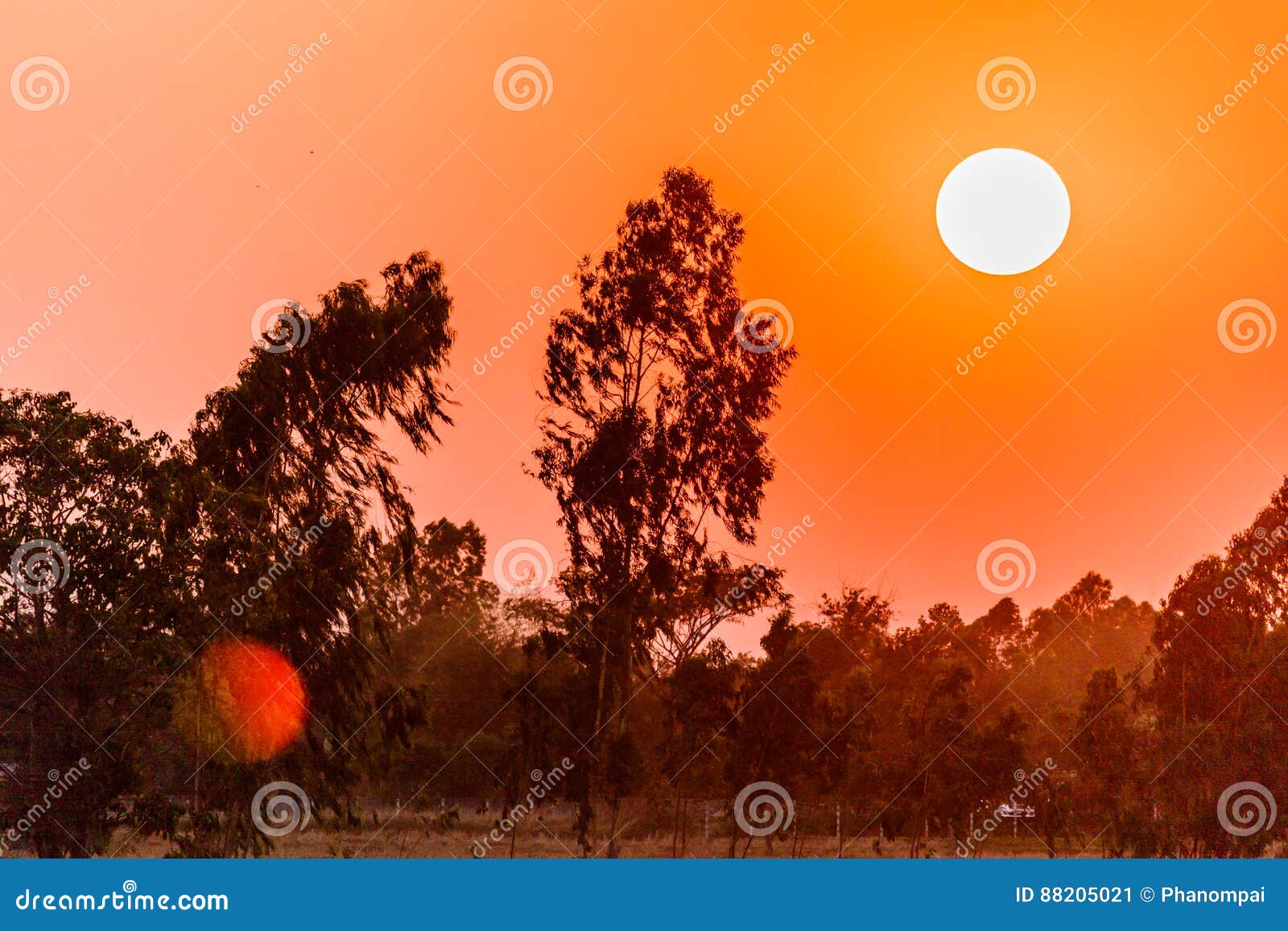 Sunrise Over the Trees and Forest. Stock Image - Image of beautiful ...