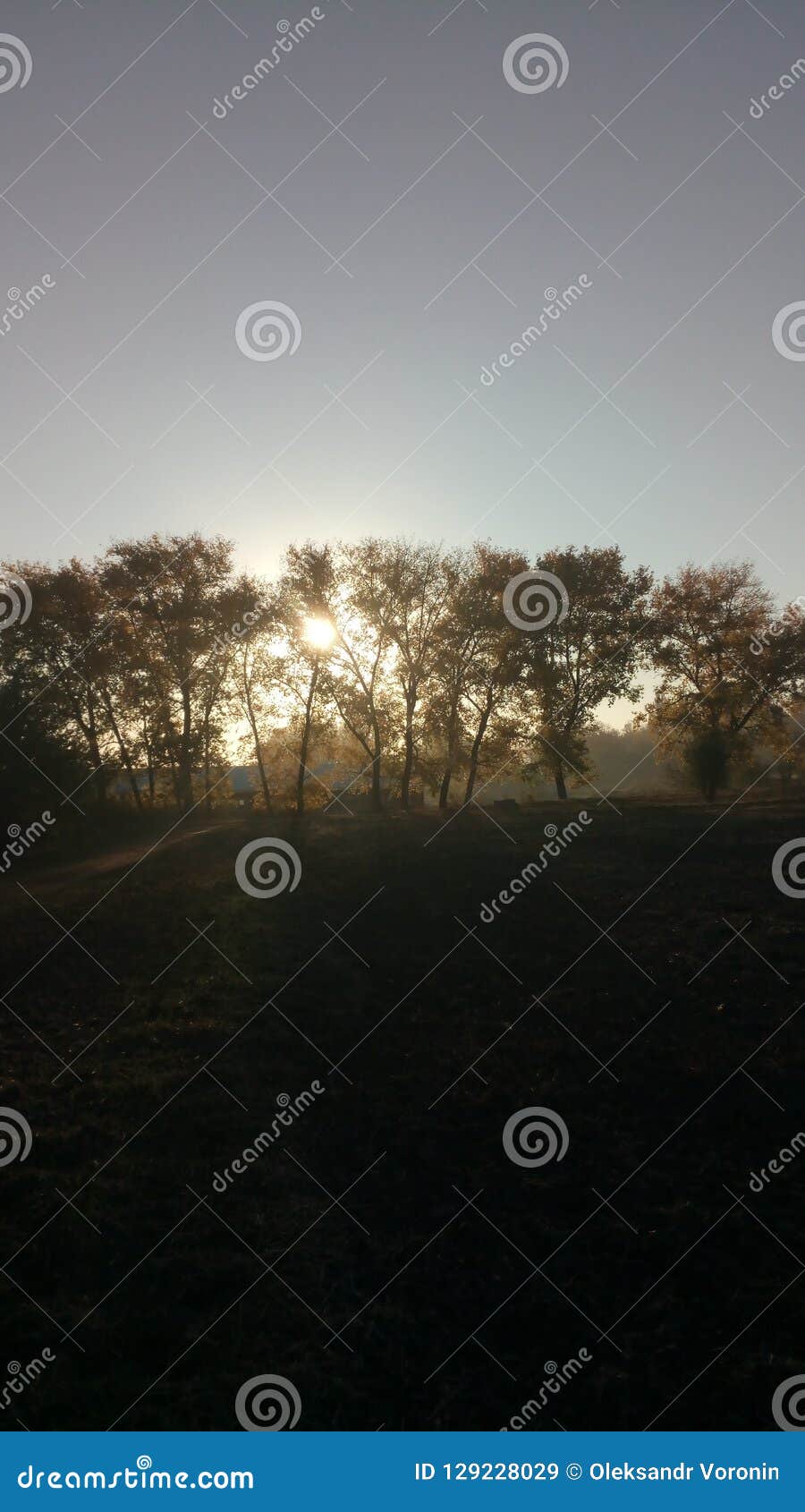 Sunrise over the trees stock image. Image of nature - 129228029