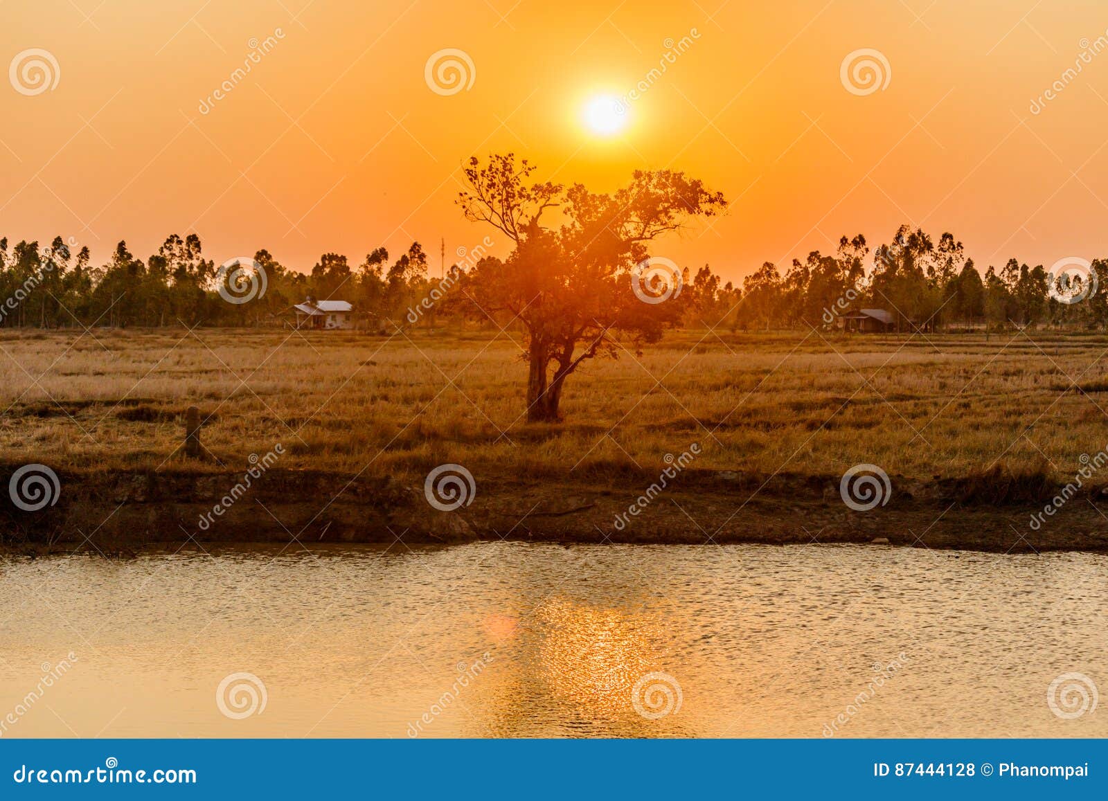 Sunrise Over the Trees and Swamps. Stock Photo - Image of sunshine ...
