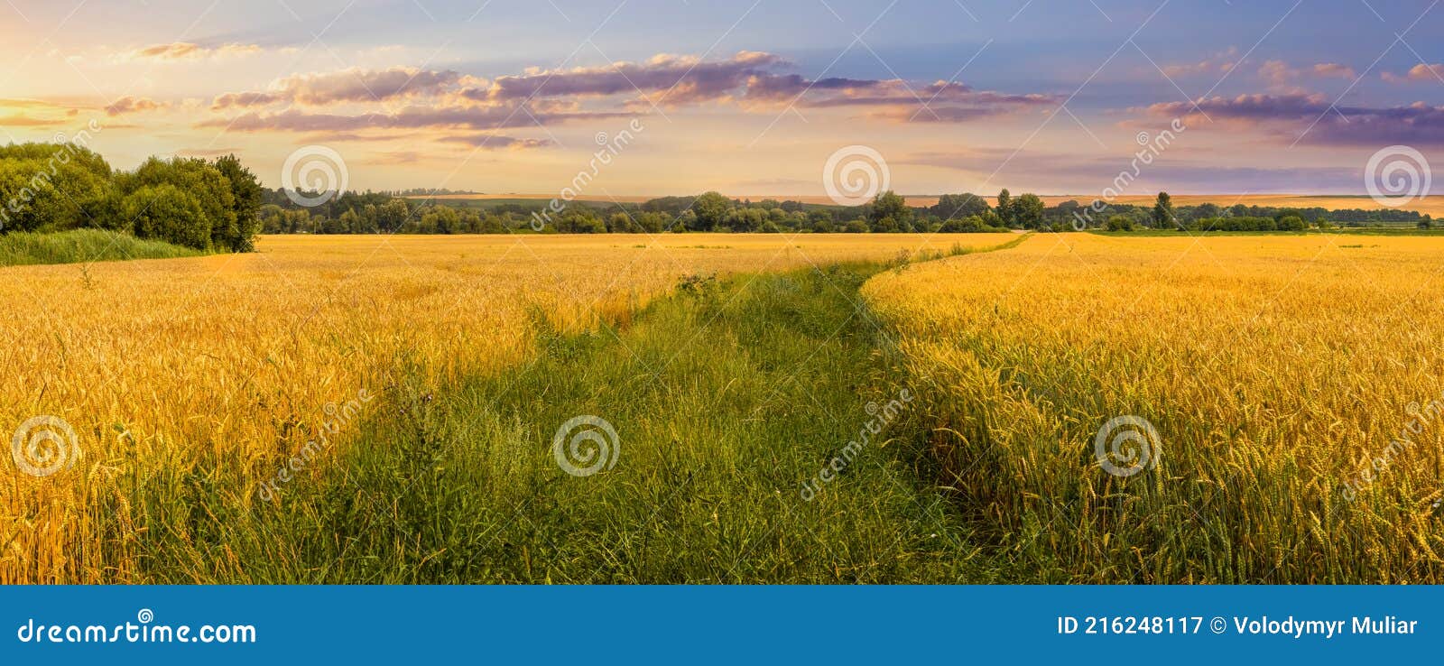 Sunrise Over Wheat Field. a Grassy Road in a Wheat Field Stock Image ...