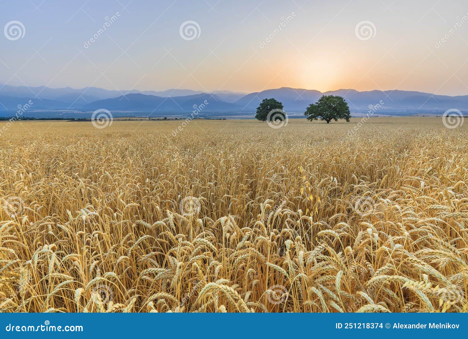 Sunrise Over Wheat Field in Summer Stock Photo - Image of azerbaijan ...