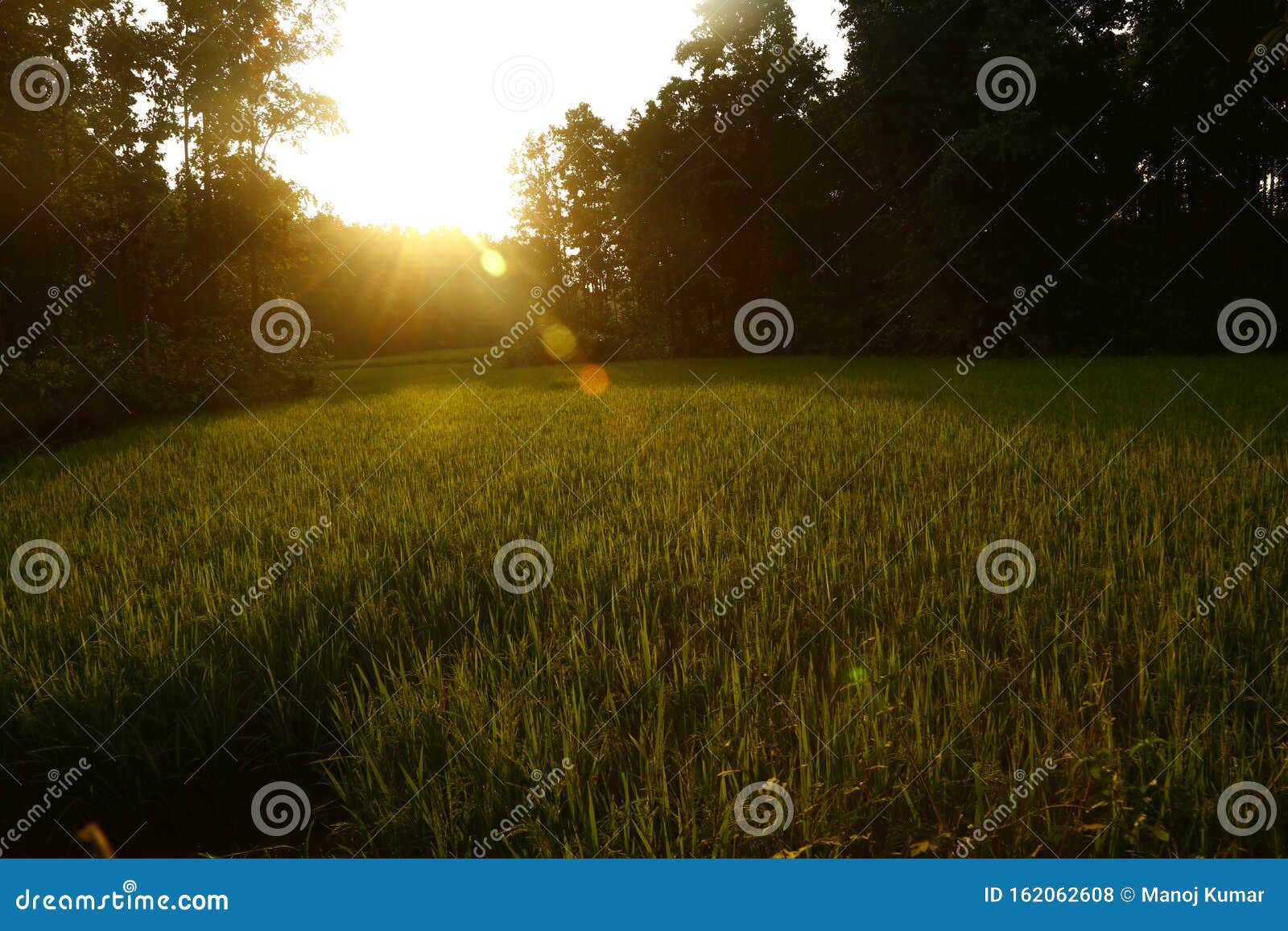 Sunrise with paddy stock photo. Image of player, light - 162062608