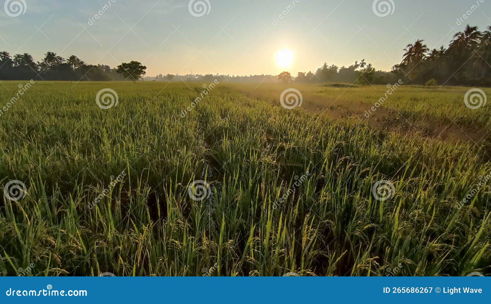 Sunrise Paddy Field in the Morning Stock Image - Image of paddy, field ...