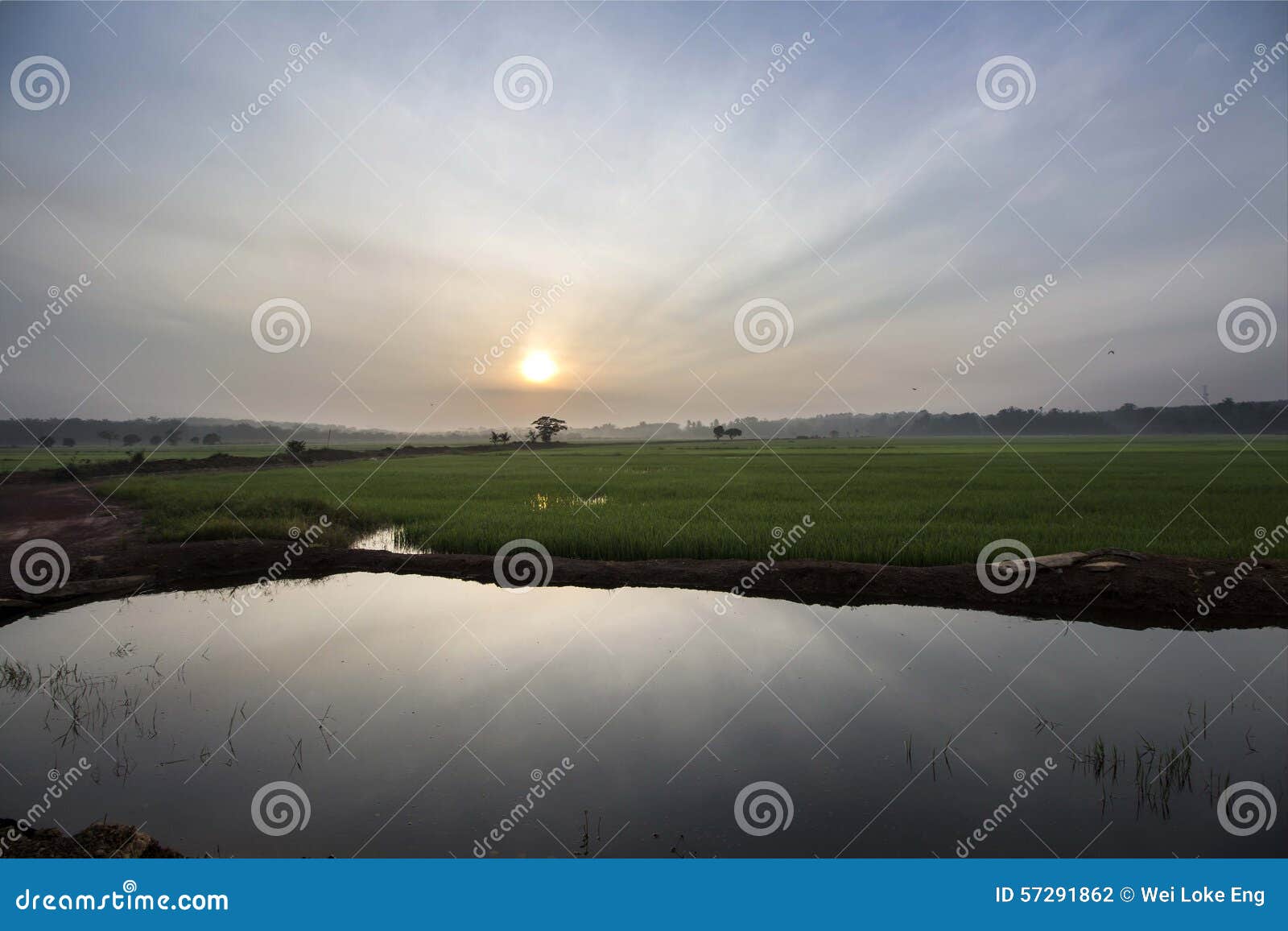 Sunrise at paddy field stock photo. Image of paddy, sunrise - 57291862