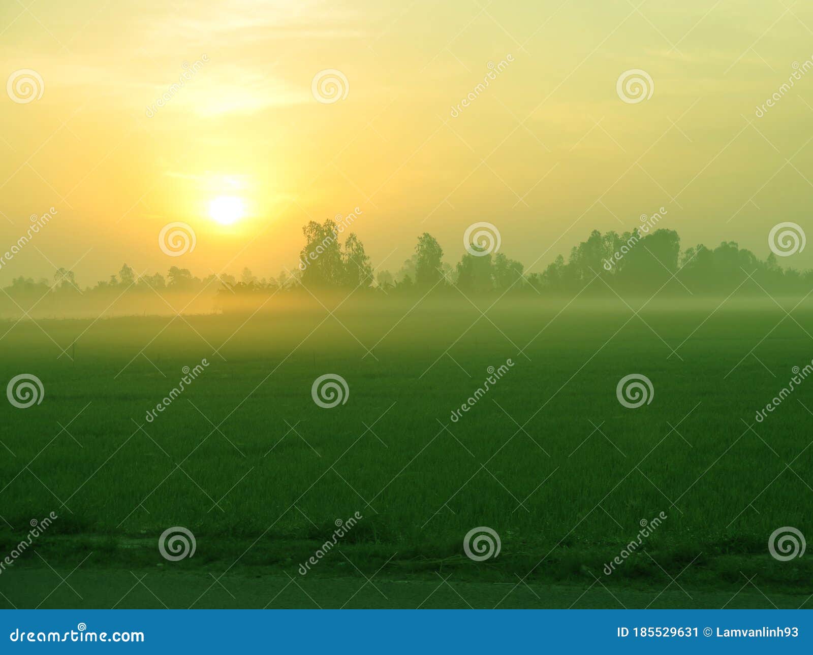 Sunrise on Paddy Rice Field in Viet Nam. Stock Image - Image of dusk ...