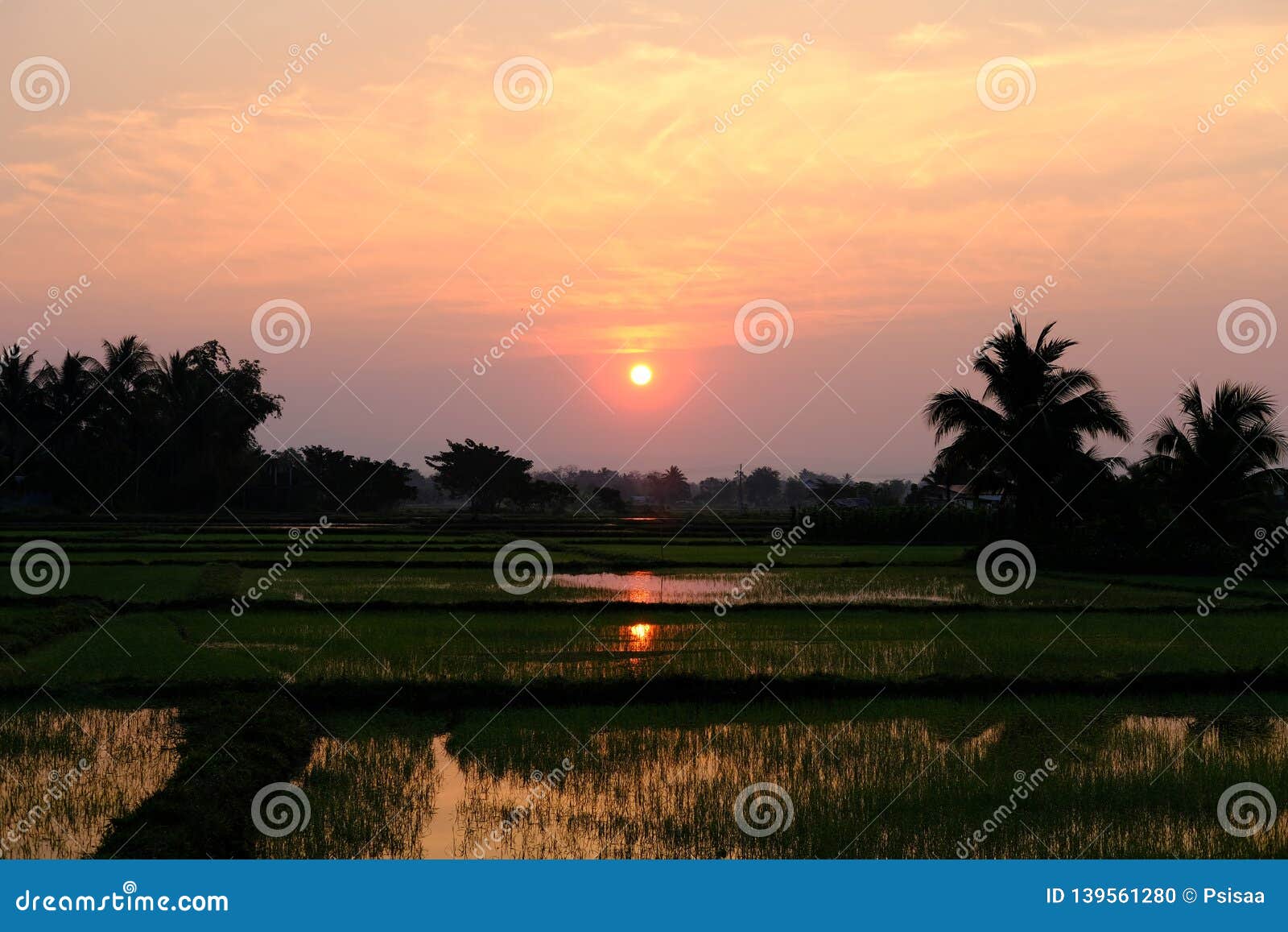 Sunrise at Paddy, Sun with Rice Field at Daw Stock Photo - Image of ...