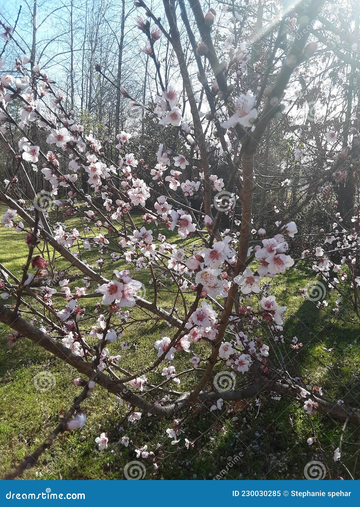 Sunrise through a Pear Tree in Spring Stock Image - Image of produce ...