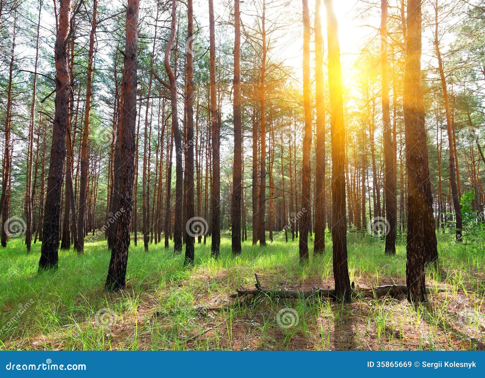 Sunrise in a pine forest stock image. Image of morning - 35865669