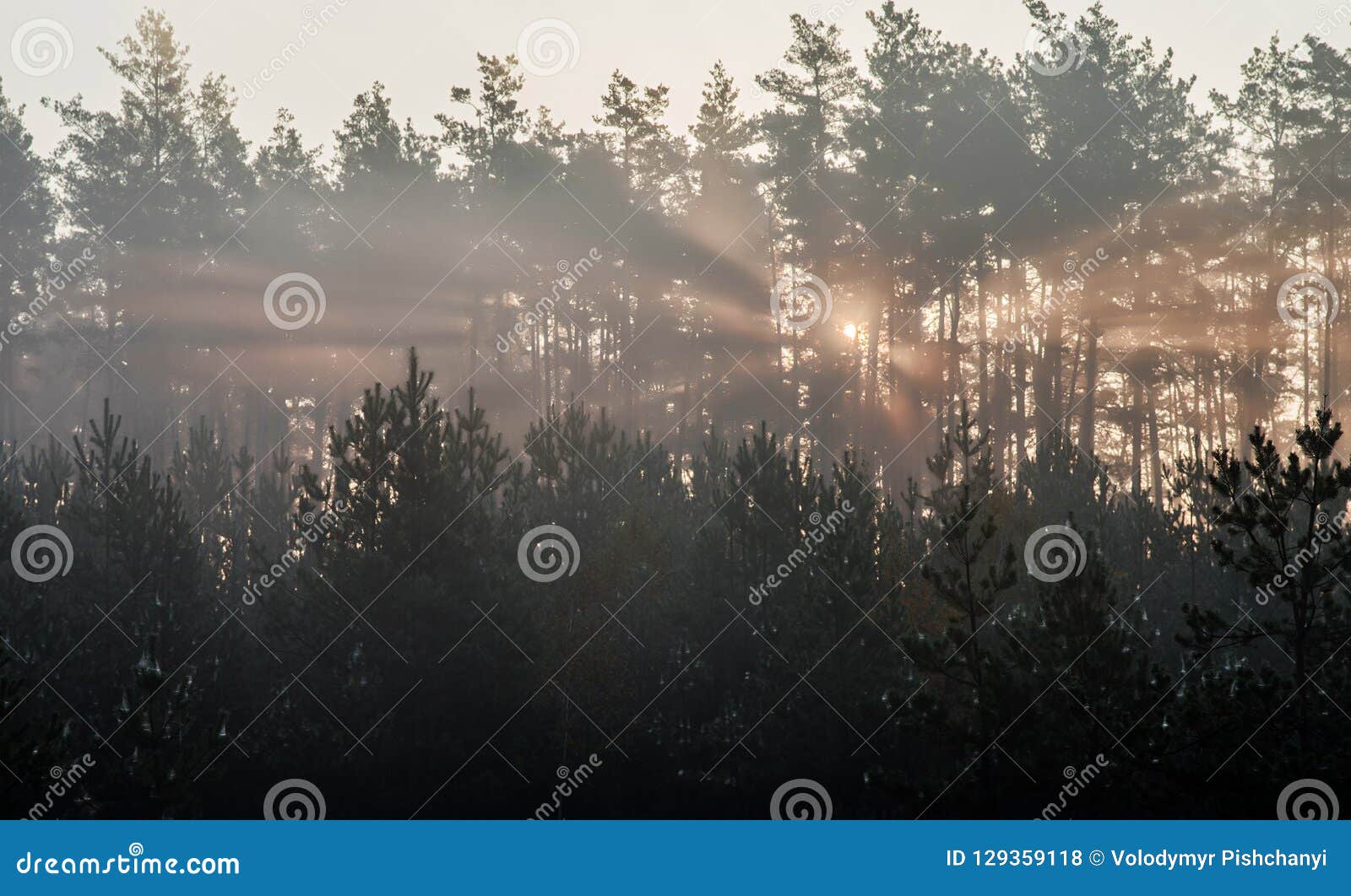 Sunrise in a Pine Forest. the Rays of the Sun in the Morning Shine ...
