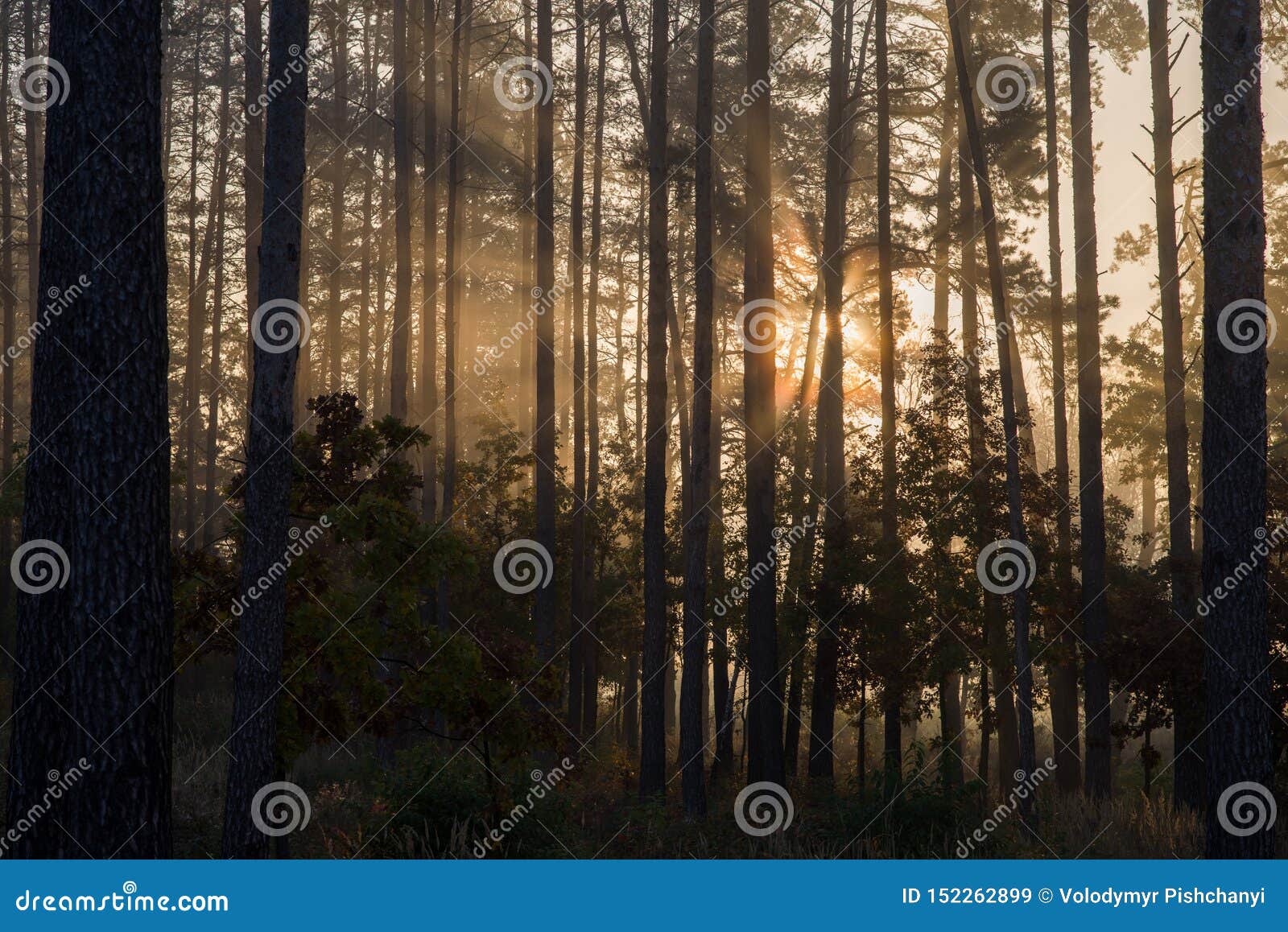 Sunrise in a Pine Forest. the Rays of the Sun in the Morning Shining ...