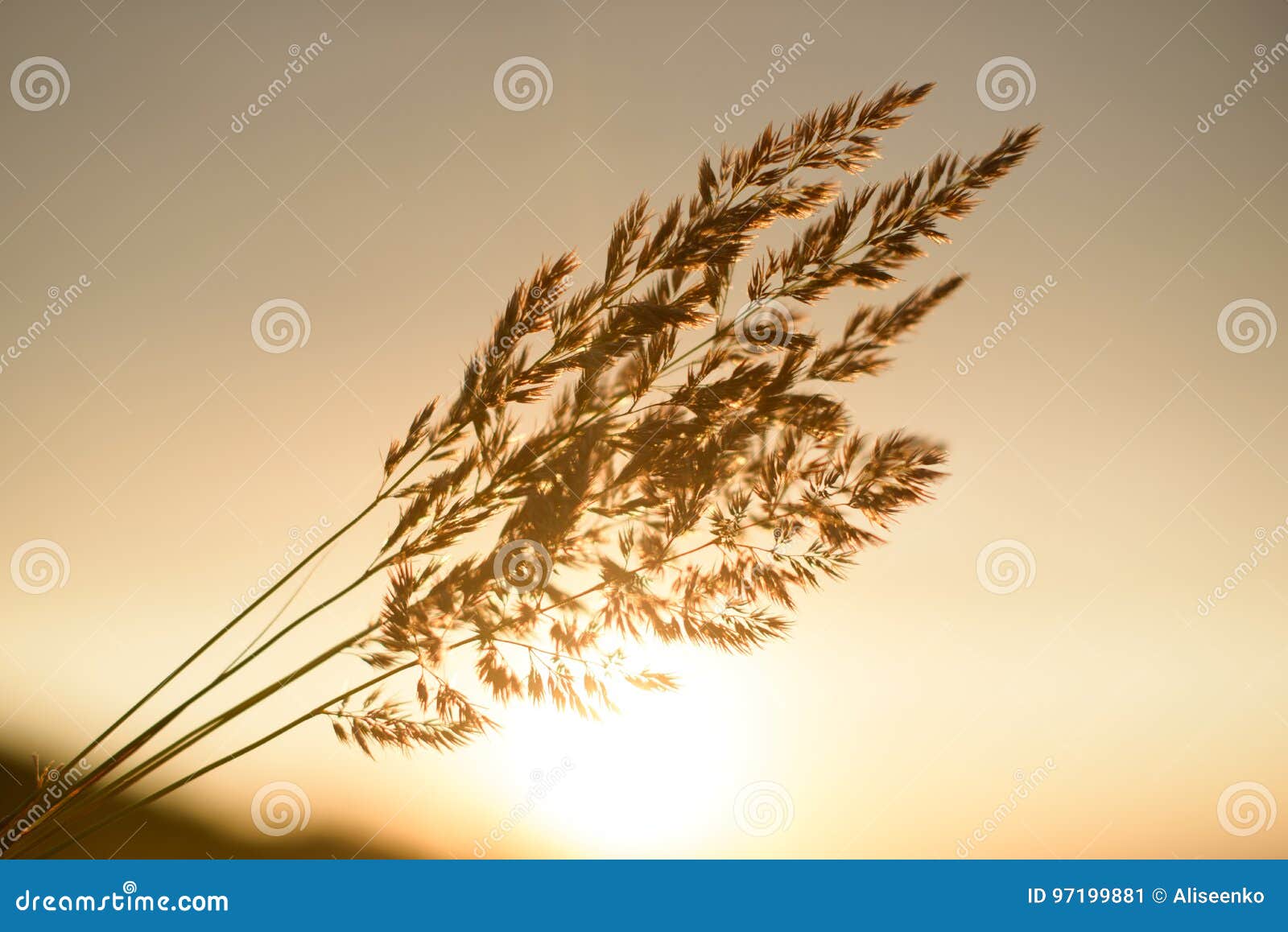 Sunrise Plant Silhouette in Front of the Sun Stock Image - Image of ...