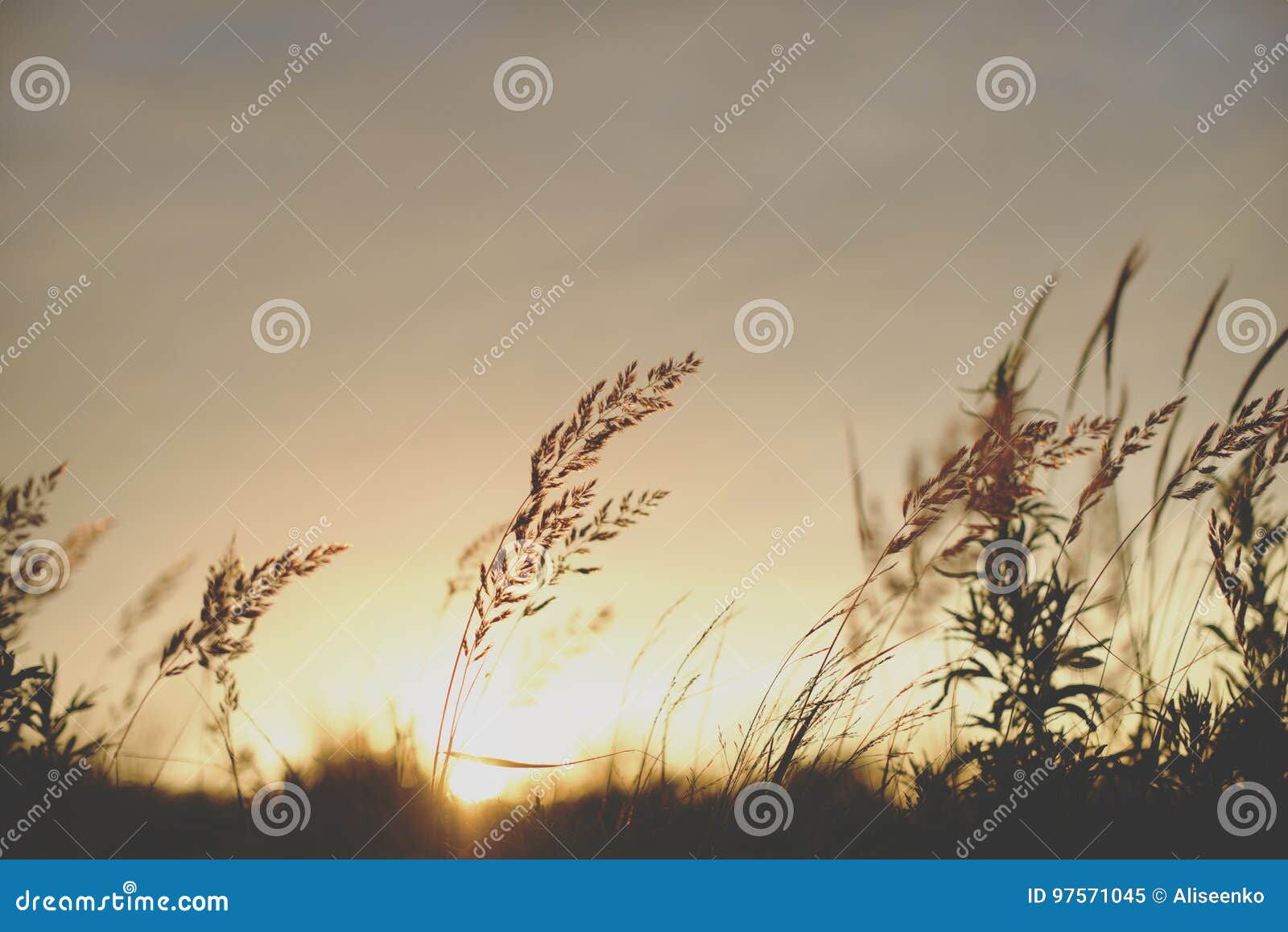 Sunrise Plant Silhouette in Front of the Sun Stock Image - Image of ...
