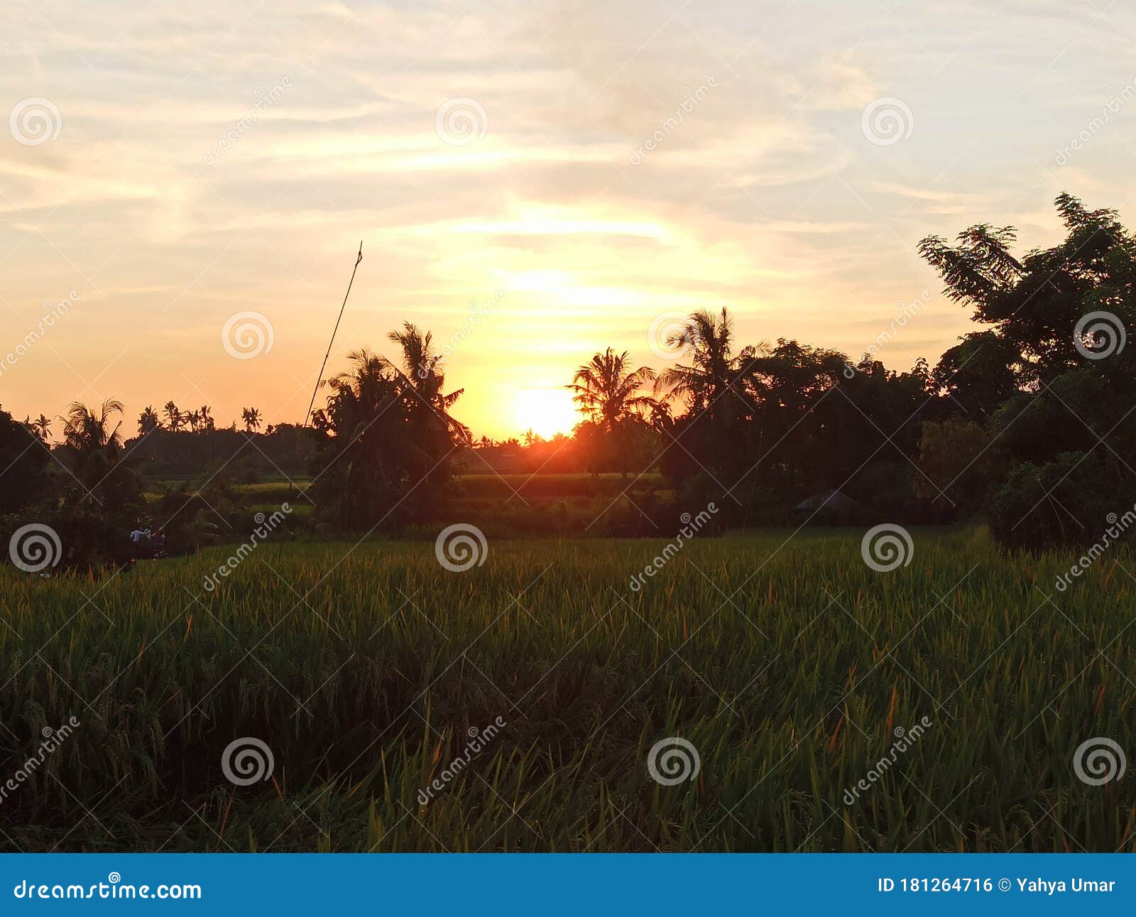 Sunrise at rice field stock photo. Image of prairie - 181264716