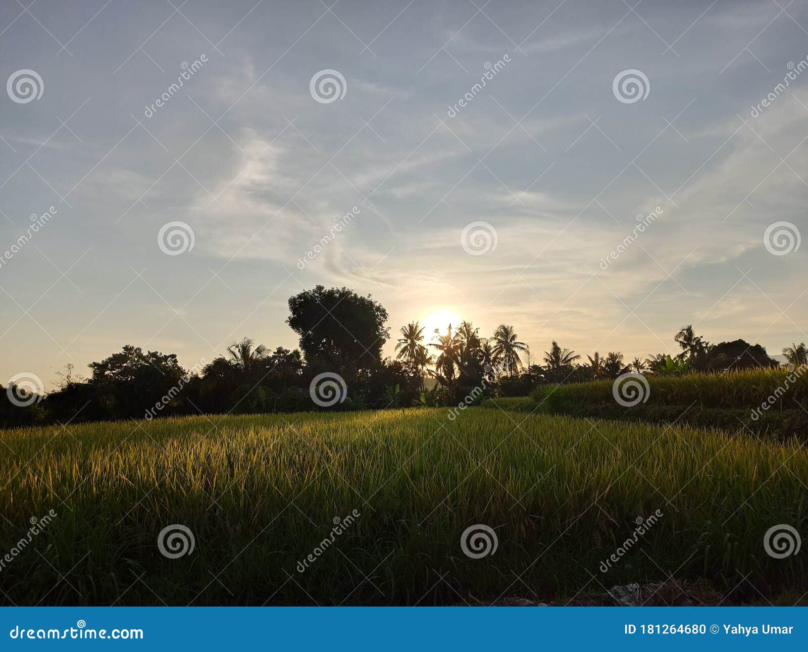Sunrise at rice field stock photo. Image of plain, prairie - 181264680
