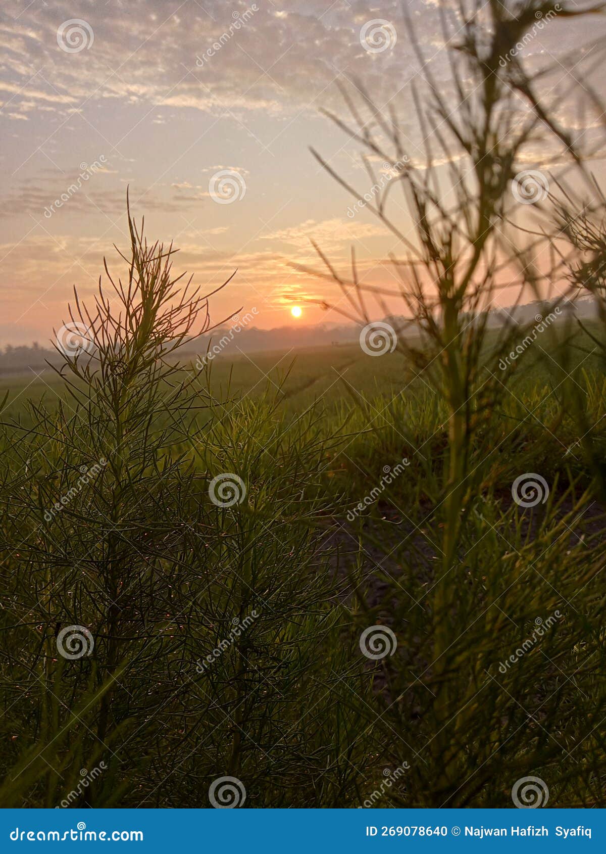Sunrise, rice fields stock photo. Image of sunlight - 269078640