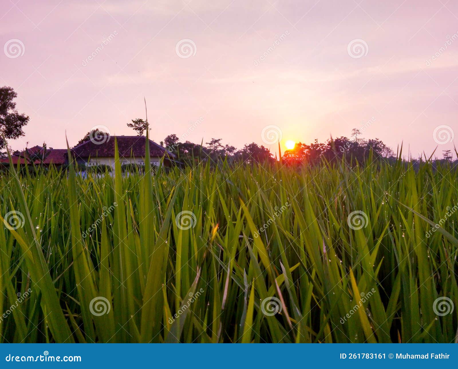 Sunrise on rice field stock image. Image of morning - 261783161