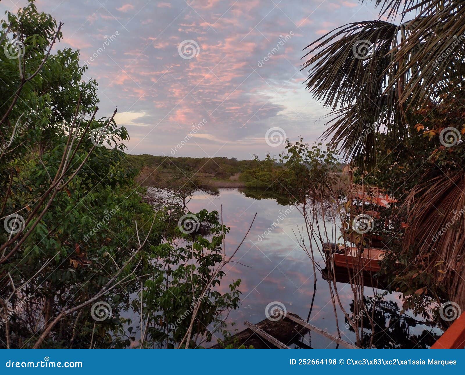 Sunrise of the Amazon Rainforest Stock Photo - Image of peace, forest ...