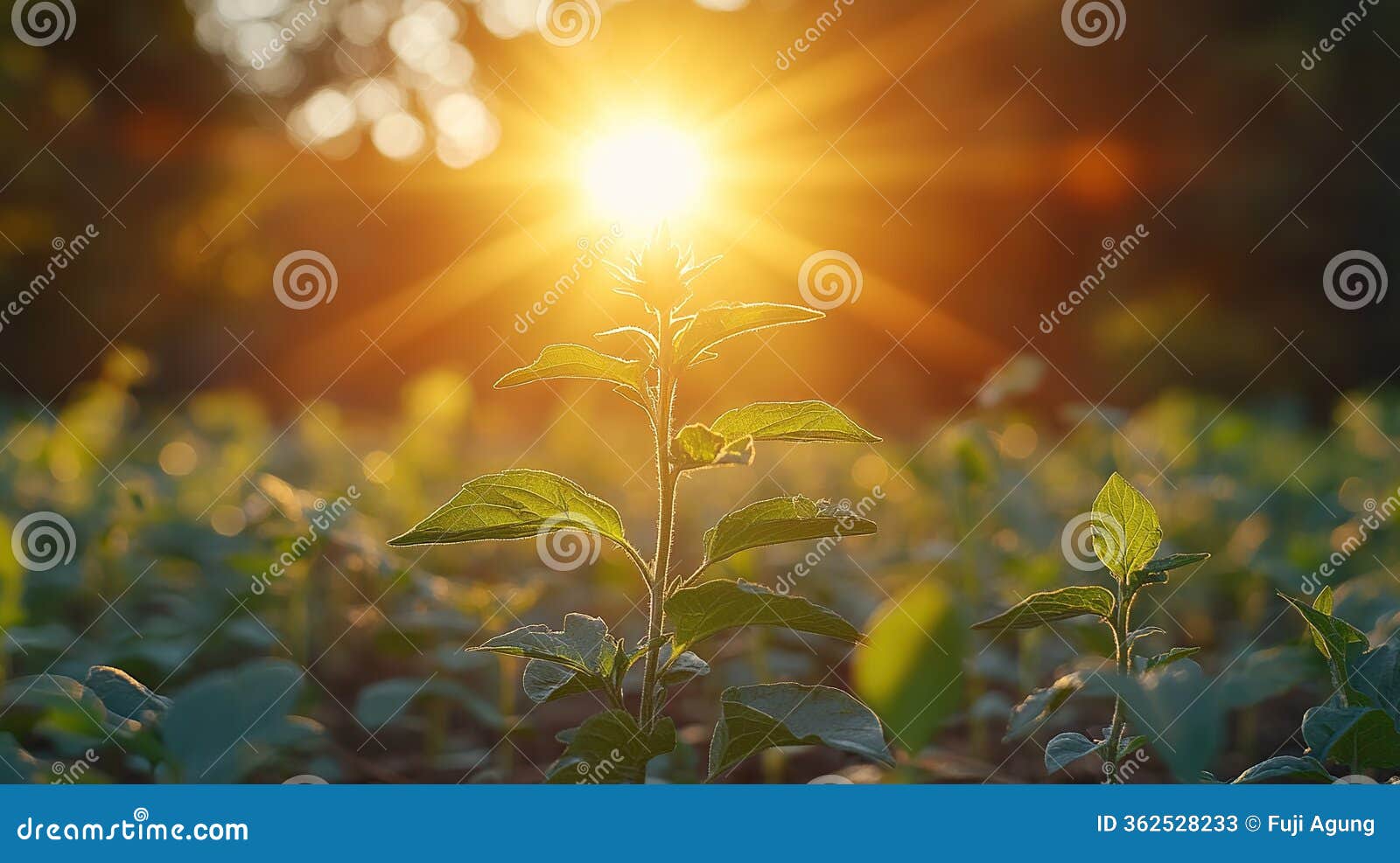 Growth And Nature With A Woman Pointing Towards A Sprouting Plant And ...