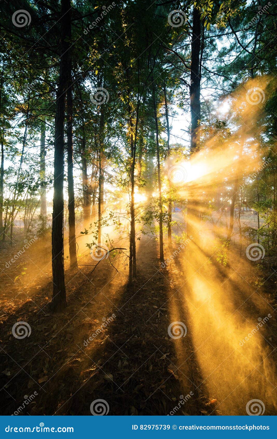 Sunrise Shade Of A Forest Picture. Image: 82975739