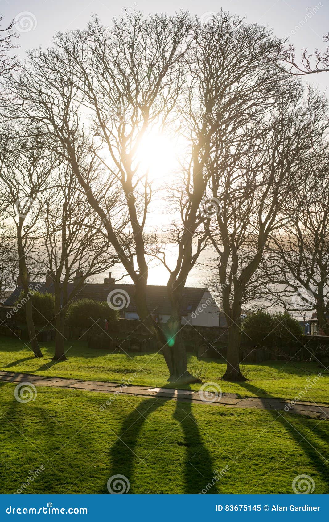 Sunrise, Shadows, Silhouettes, Tree Royalty-Free Stock Photo ...