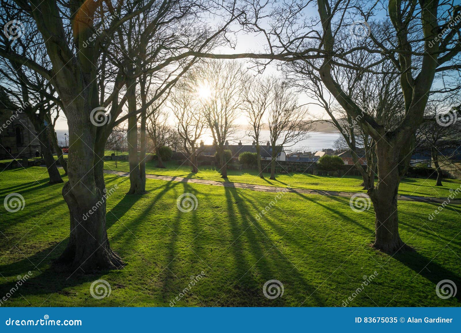 Sunrise, Shadows, Silhouettes, Trees Stock Image - Image of cold ...