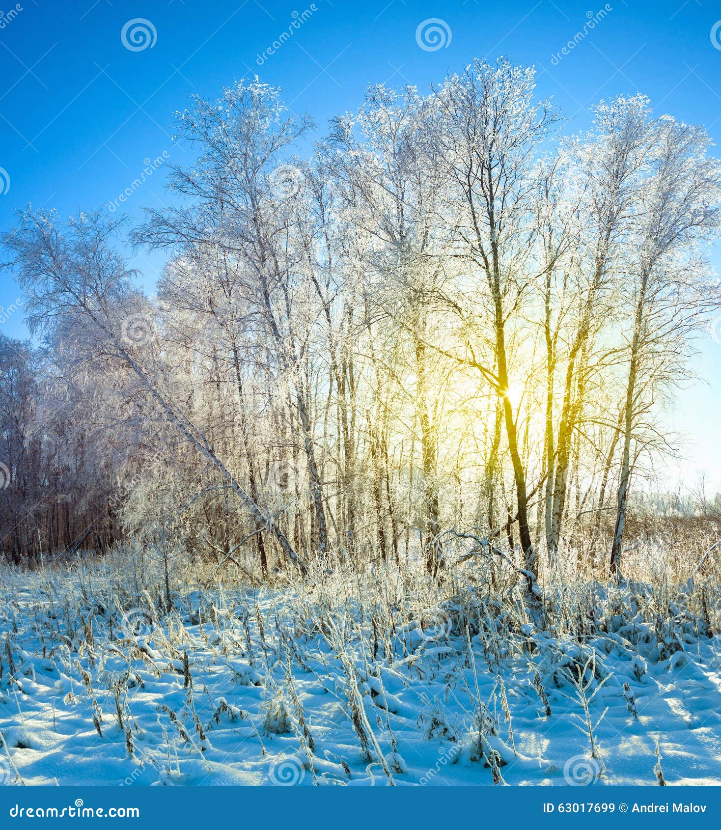 Sunrise in Snow Winter Forest Stock Image - Image of landscape ...