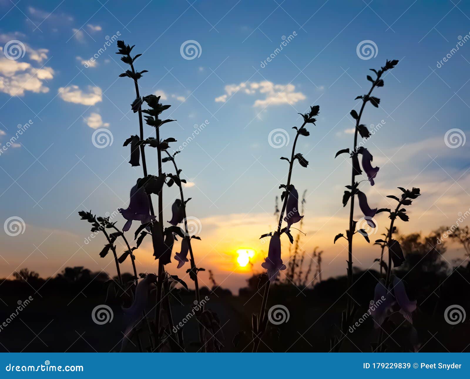 Sunrise through Some Plants Stock Image - Image of dawn, cloud: 179229839