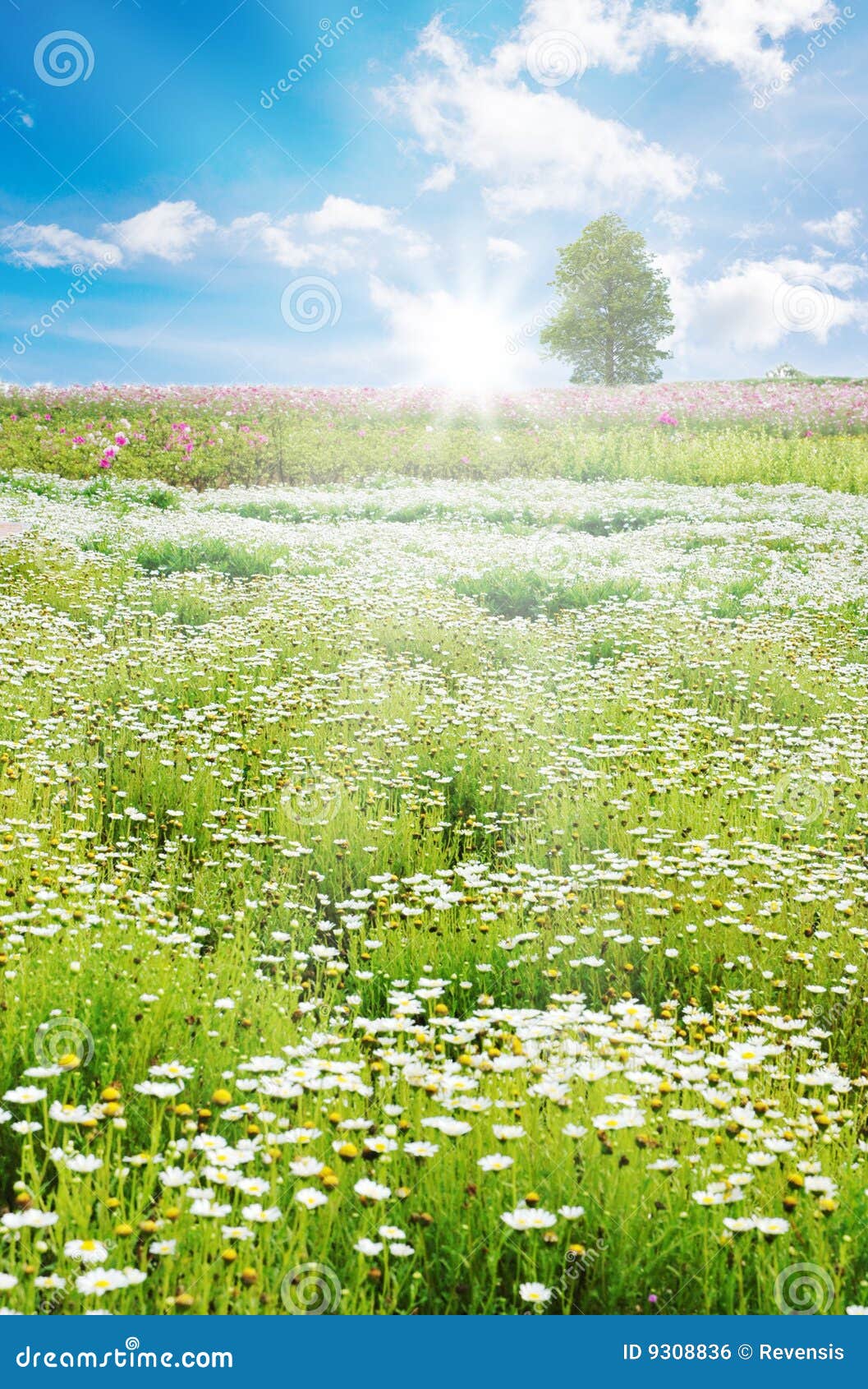 Sunrise in Spring Field, Daisy Flowers Stock Photo - Image of blue ...