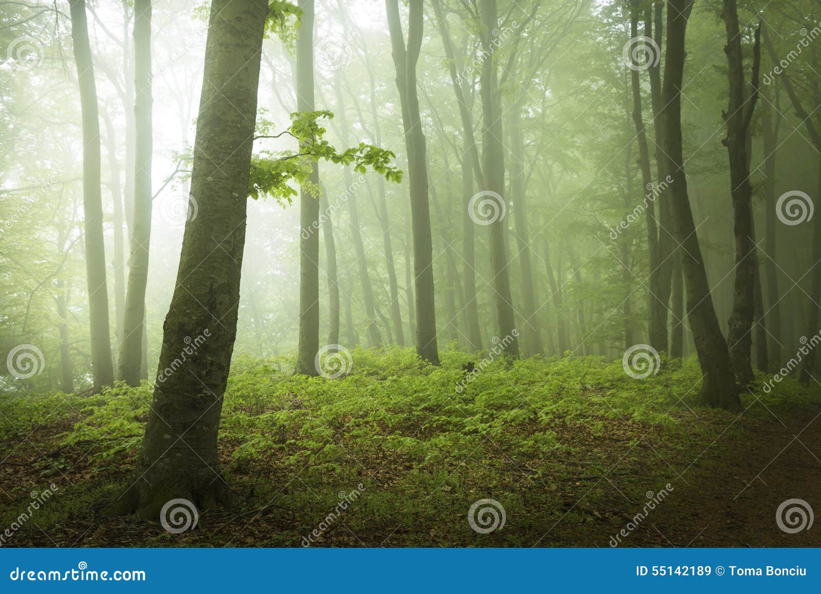 Sunrise in spring forest stock image. Image of maple - 55142189