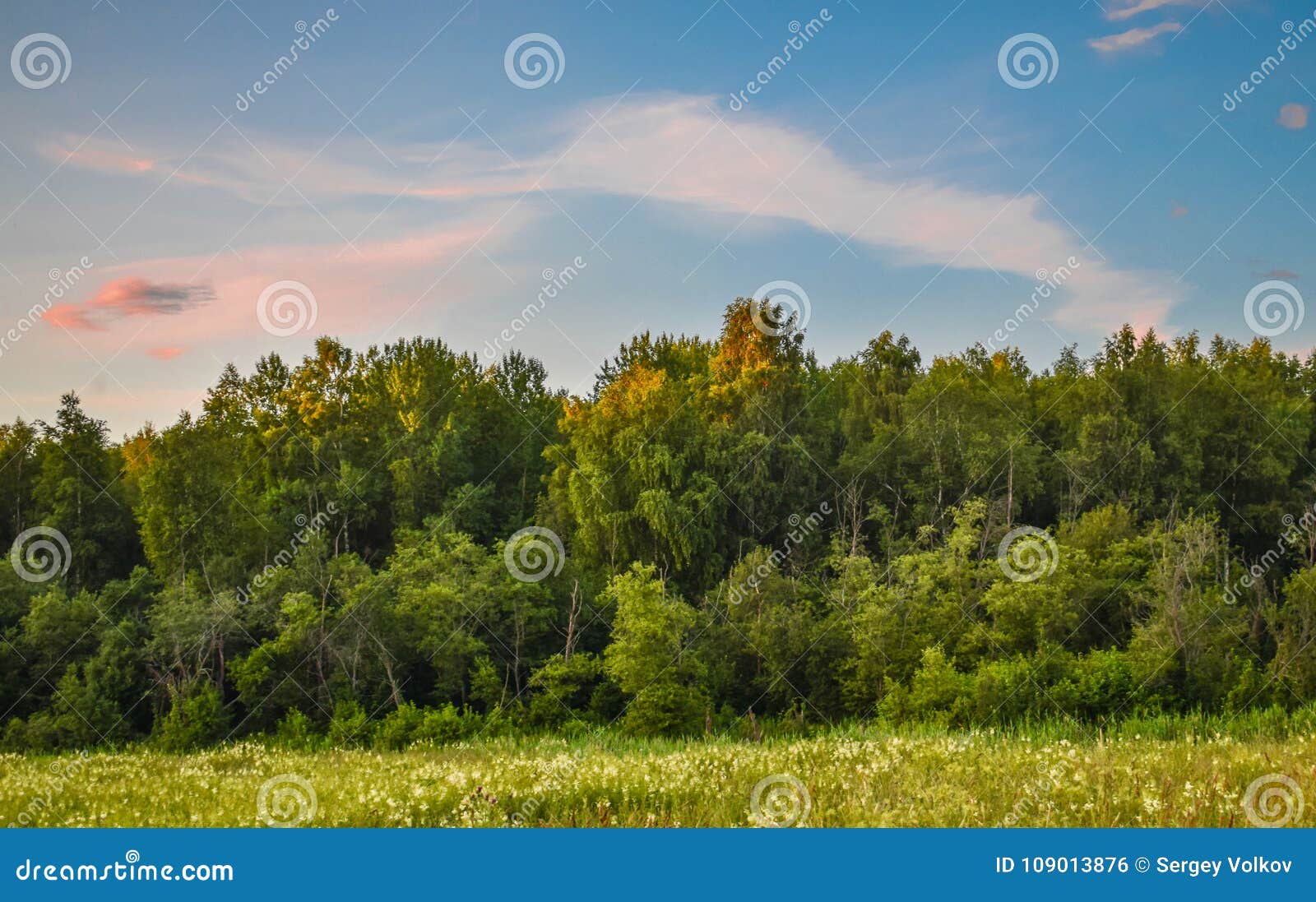 Sunrise in summer forest stock photo. Image of trees - 109013876