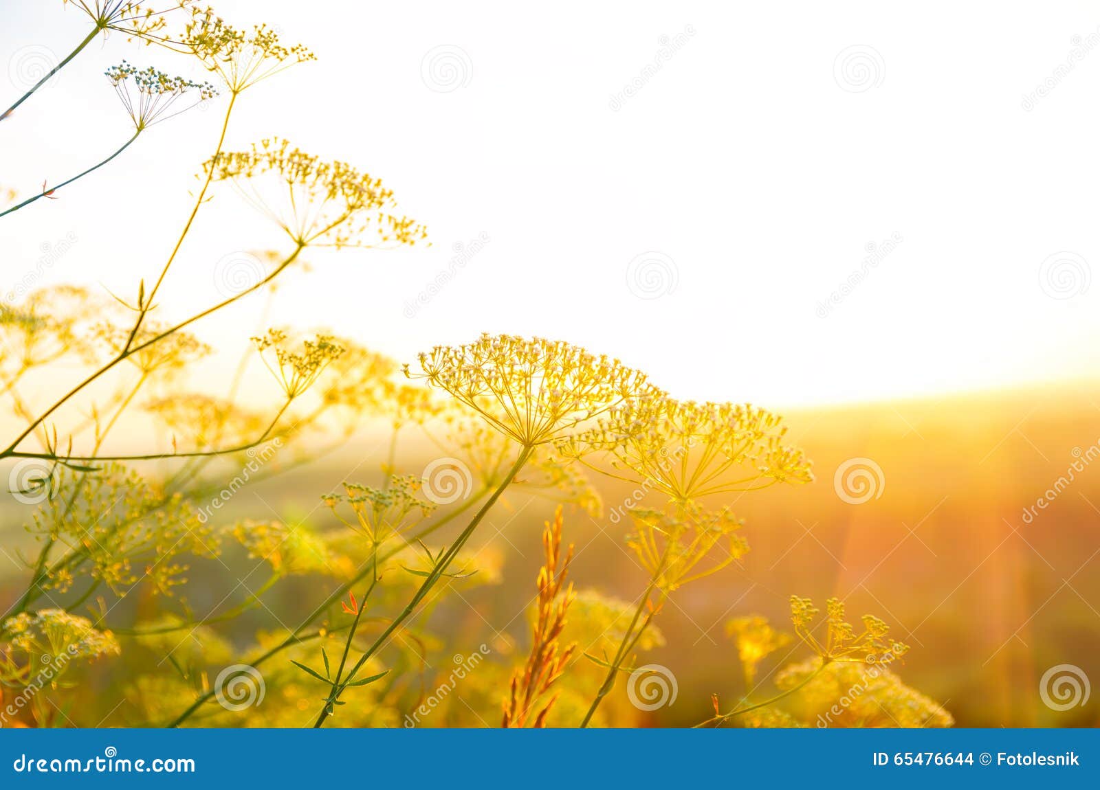 Sunrise in the summer stock photo. Image of color, idyllic - 65476644